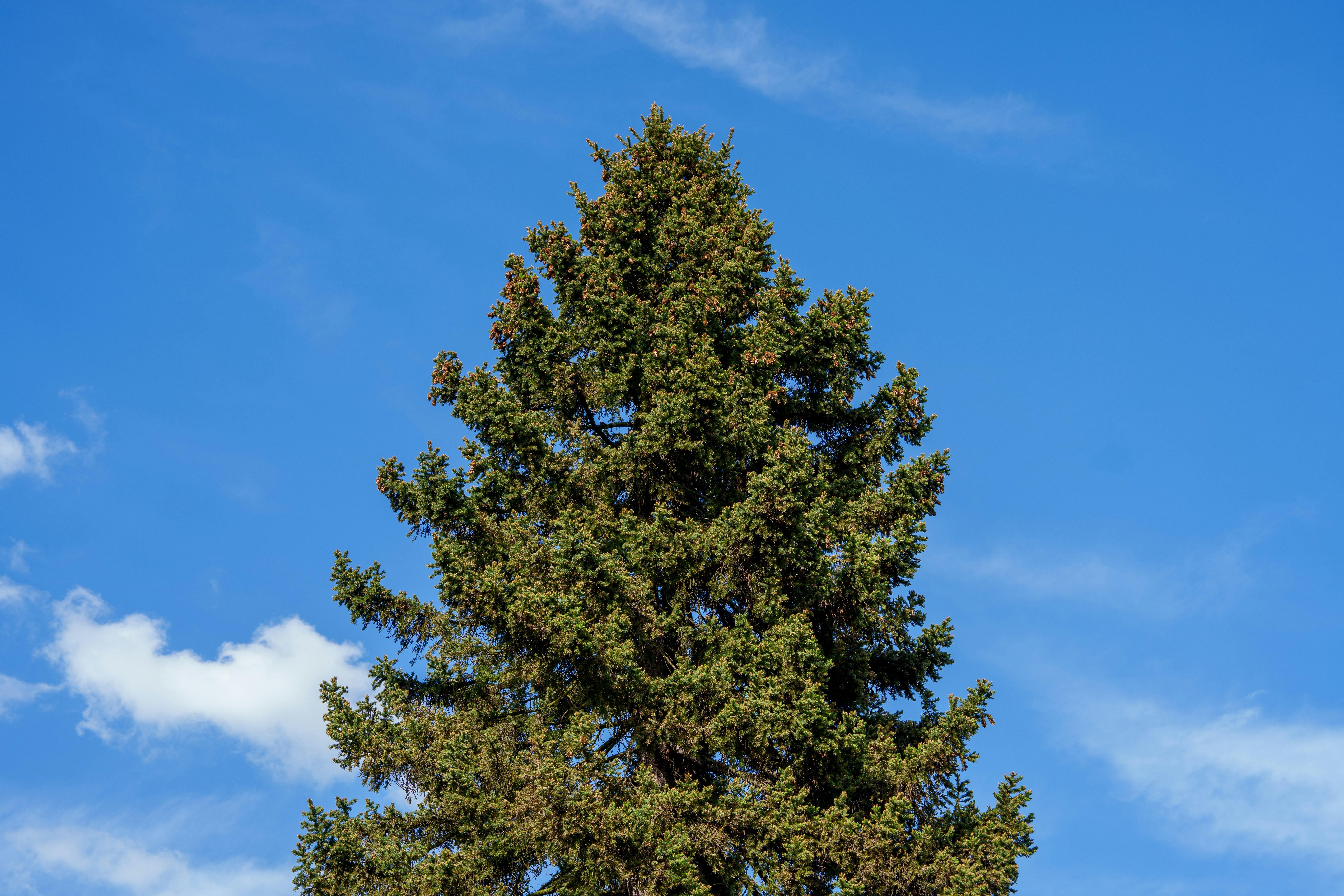 Cloud-kissed Evergreen Reaching for the Sky