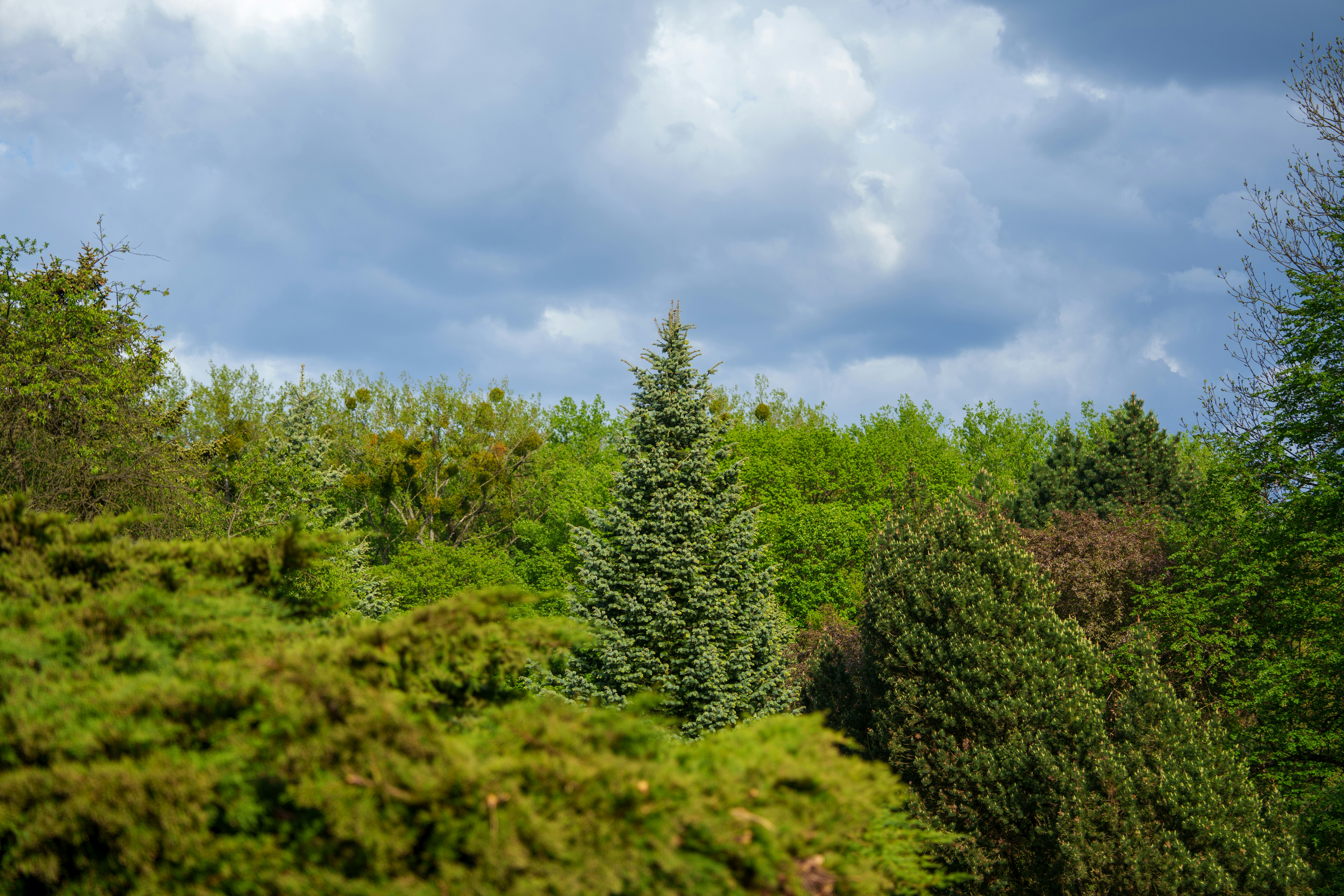 Conifer Island: A Quiet Palette of Green Against a Clouded Sky