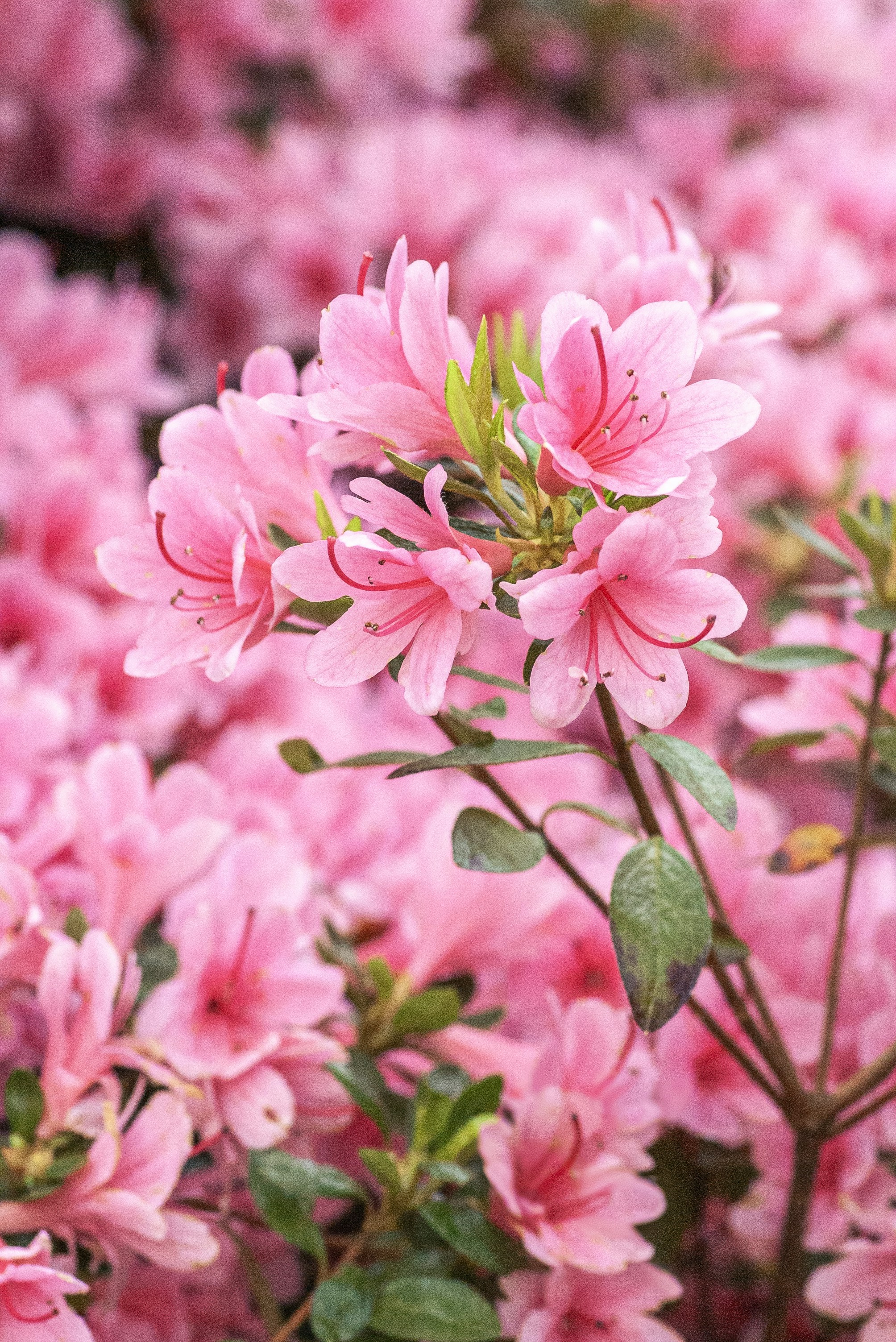 Blush Bouquet: A Spring Chorus of Pink Blooms