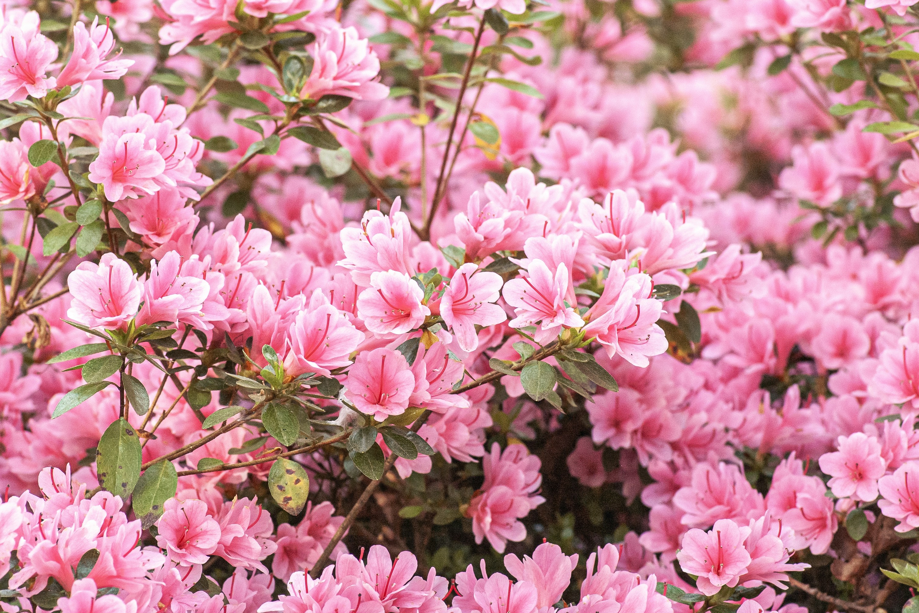 Pink Azalea Bloomscape: a sea of soft petals