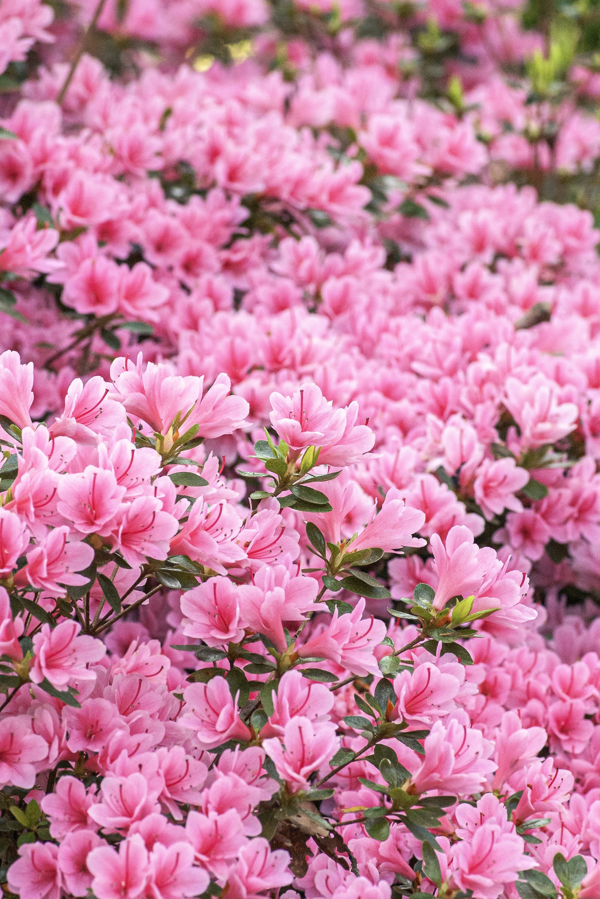 Blush Bloomscape: Waves of Pink Azaleas