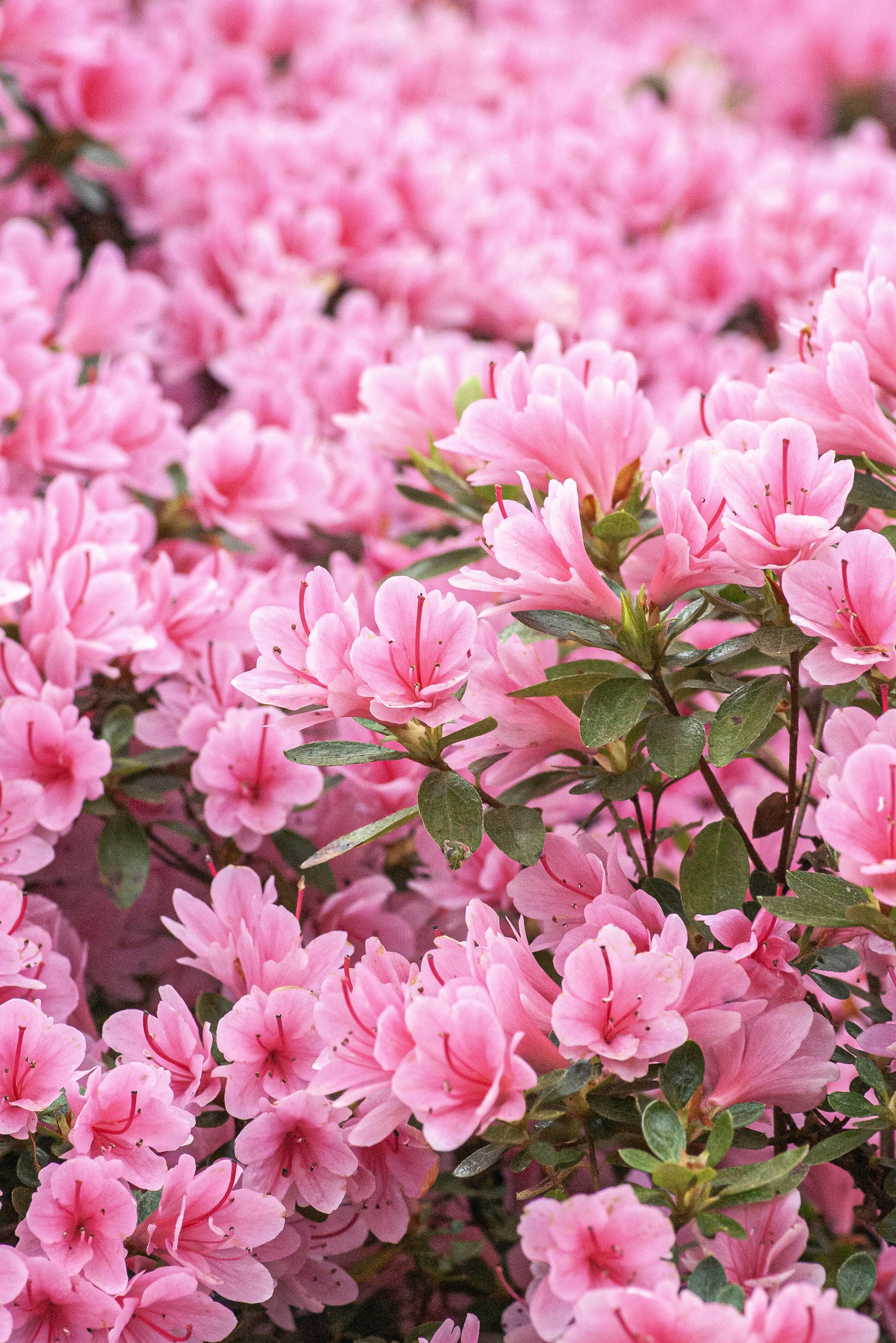Blush Petal Chorus: A Sea of Pink Azaleas