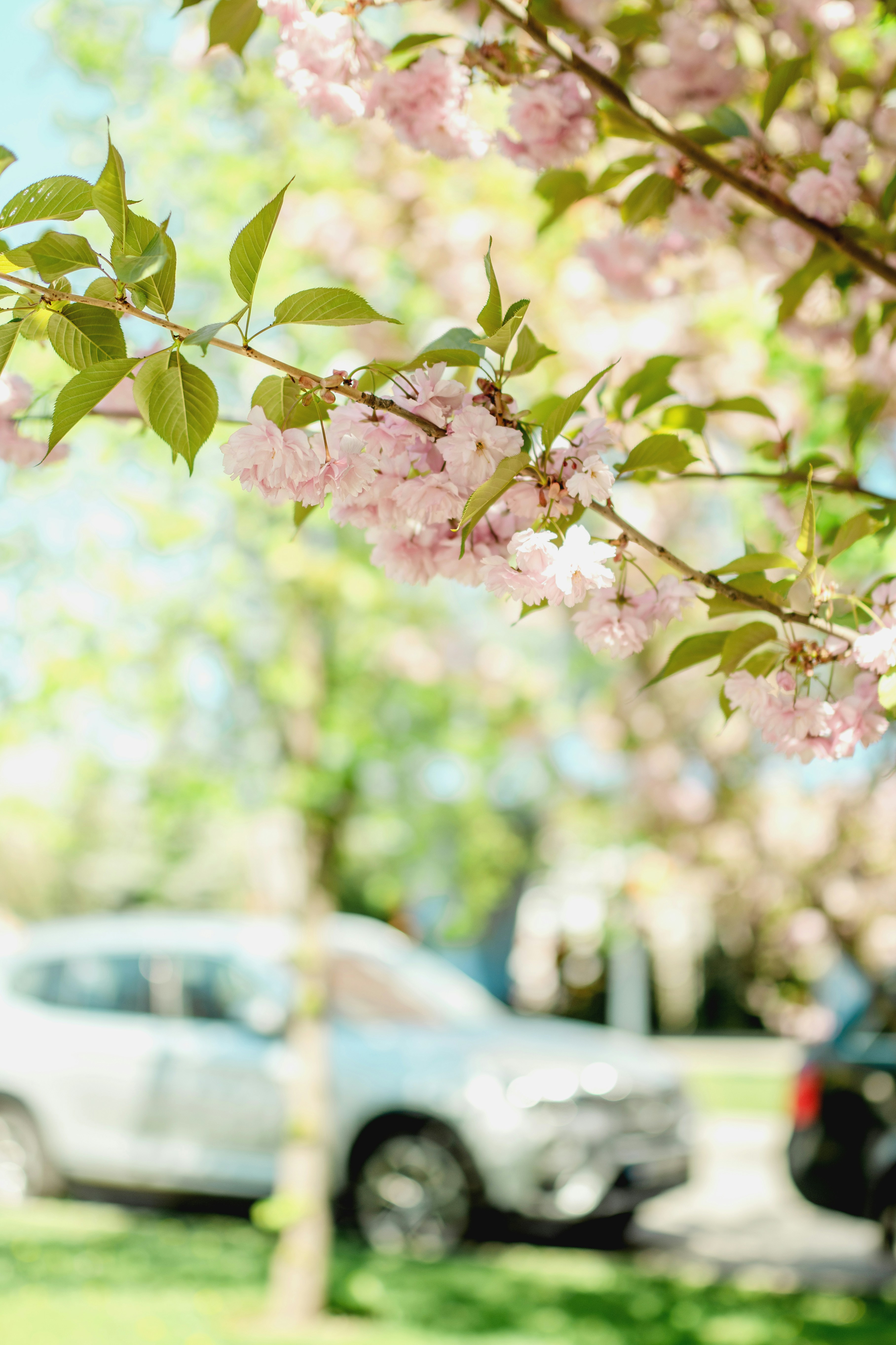 Blossoms in Soft Focus: A Sunny Street Moment