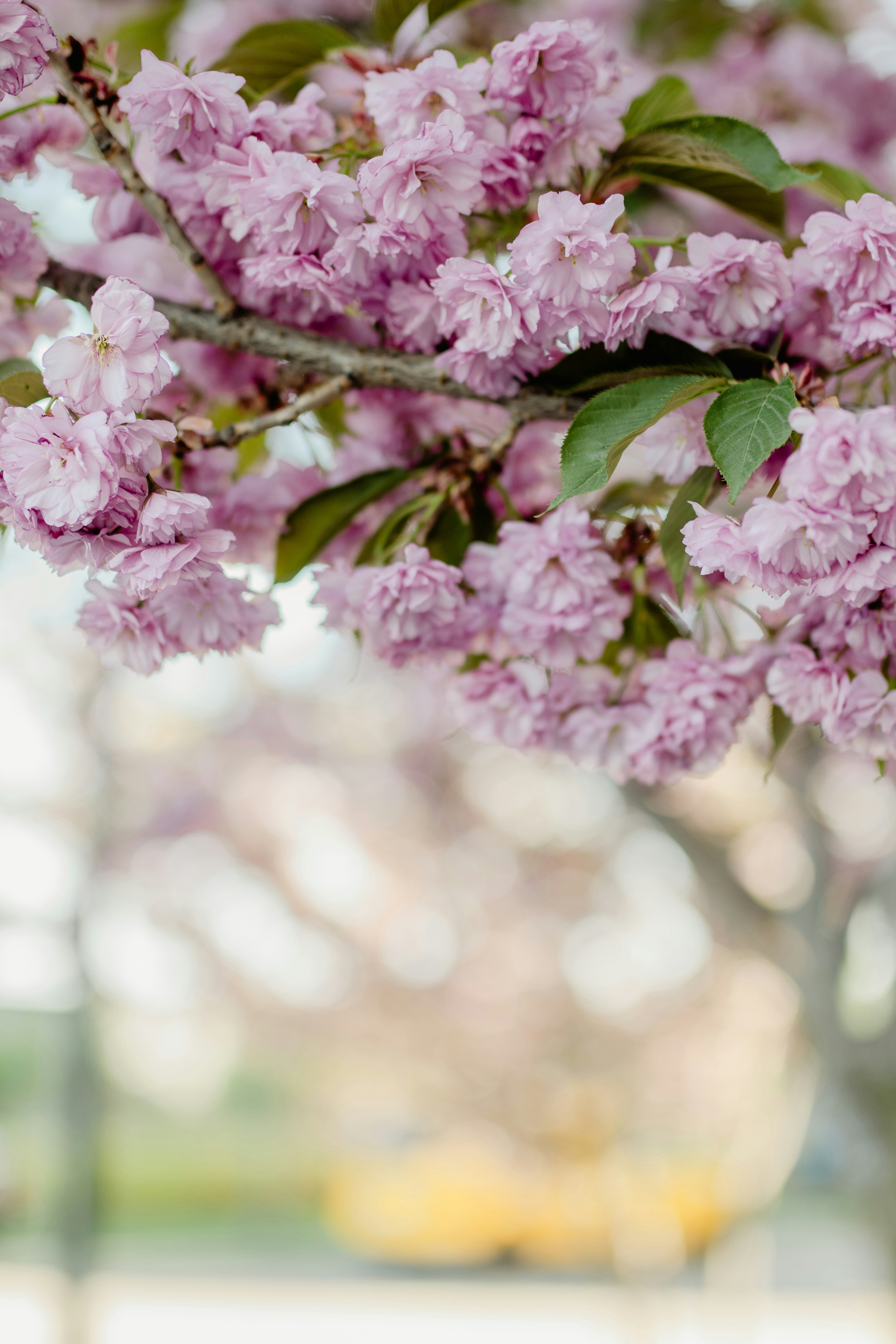 Blush Bloom Chorus: Spring Sakura in Soft Focus