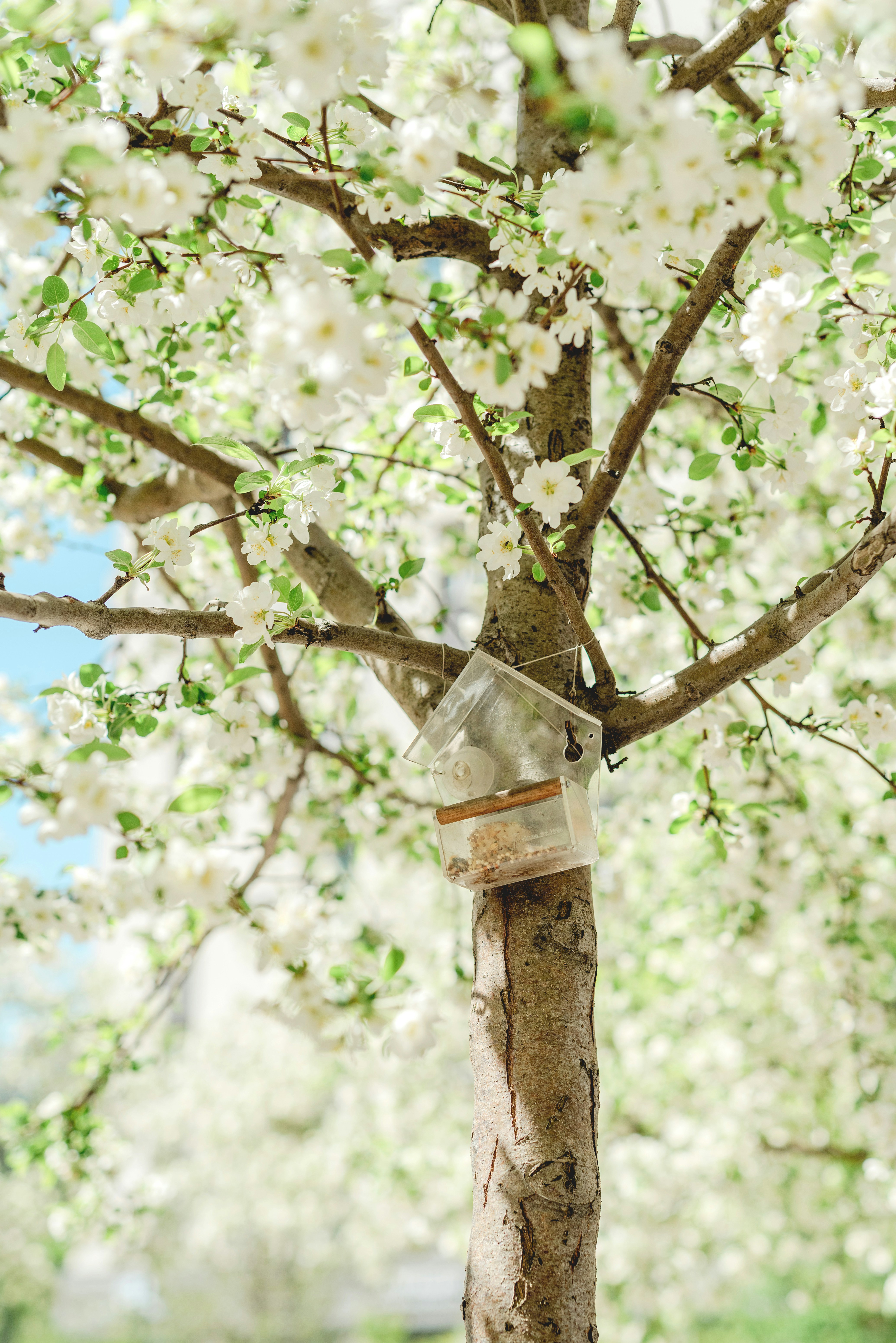 Birdhouse on a Blossoming Apple Tree