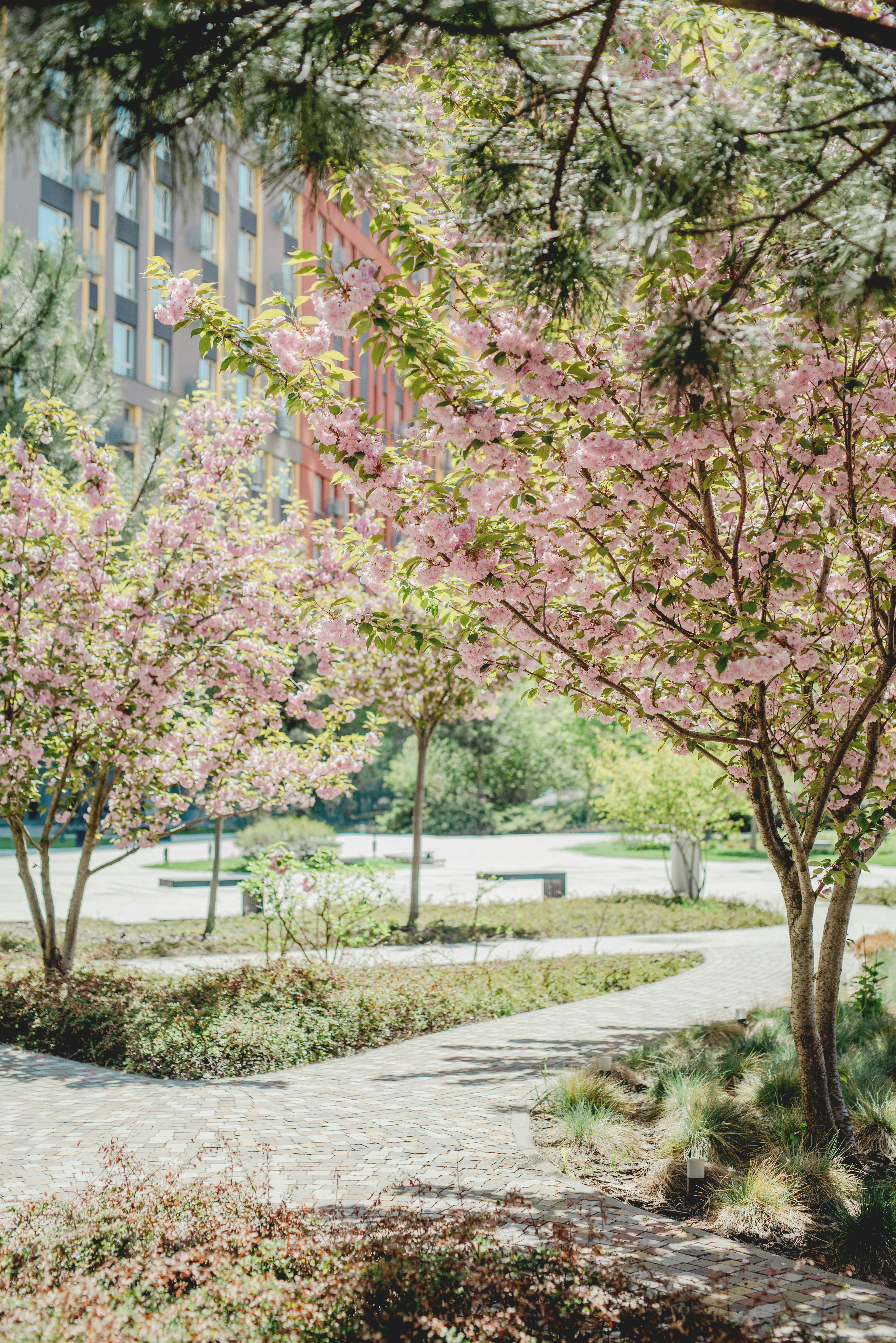 Blossoms and Pathway: Spring Light Through the Urban Garden