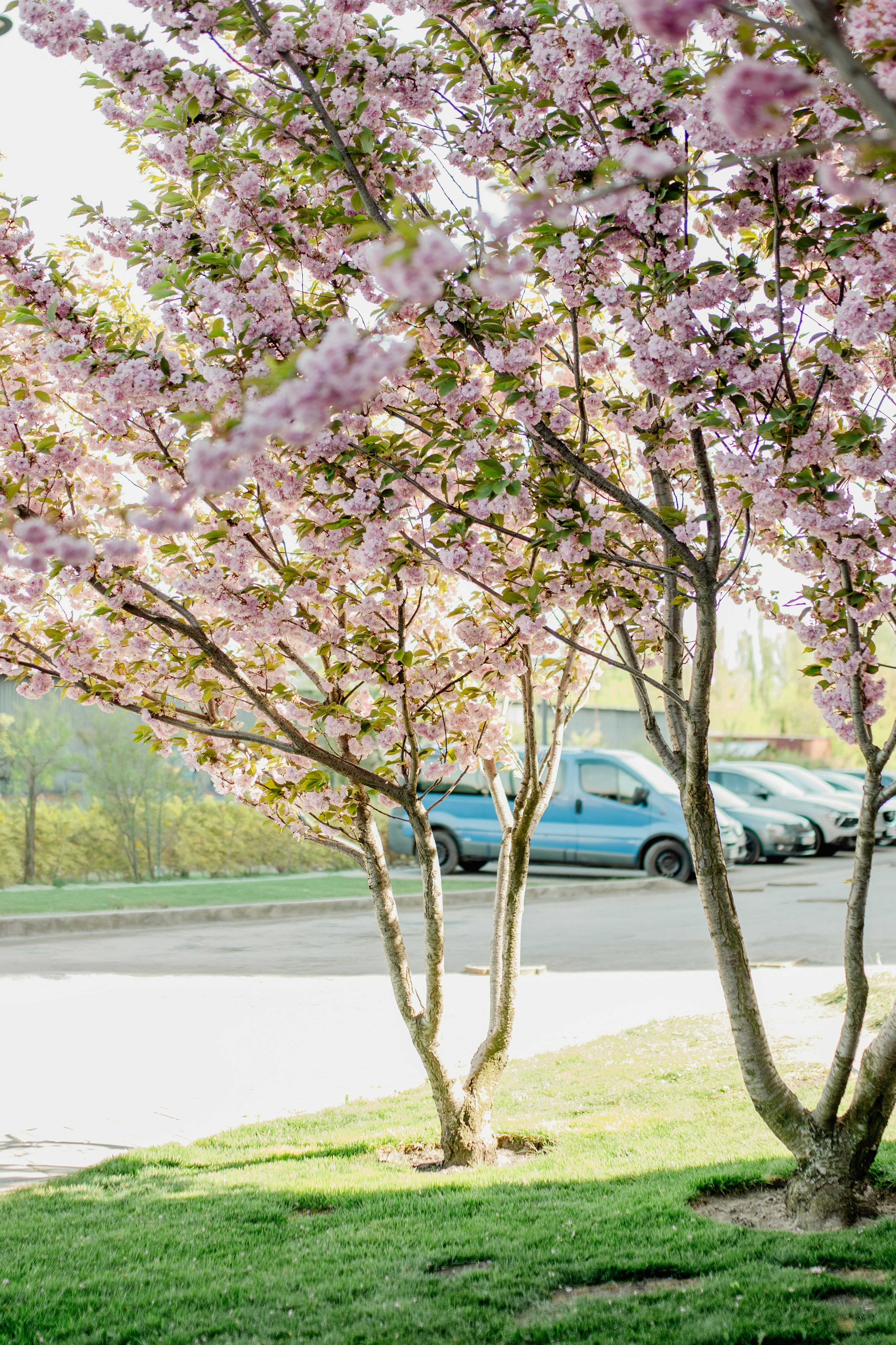 Blossom Over Street: A Quiet Moment Under Pink Canopies