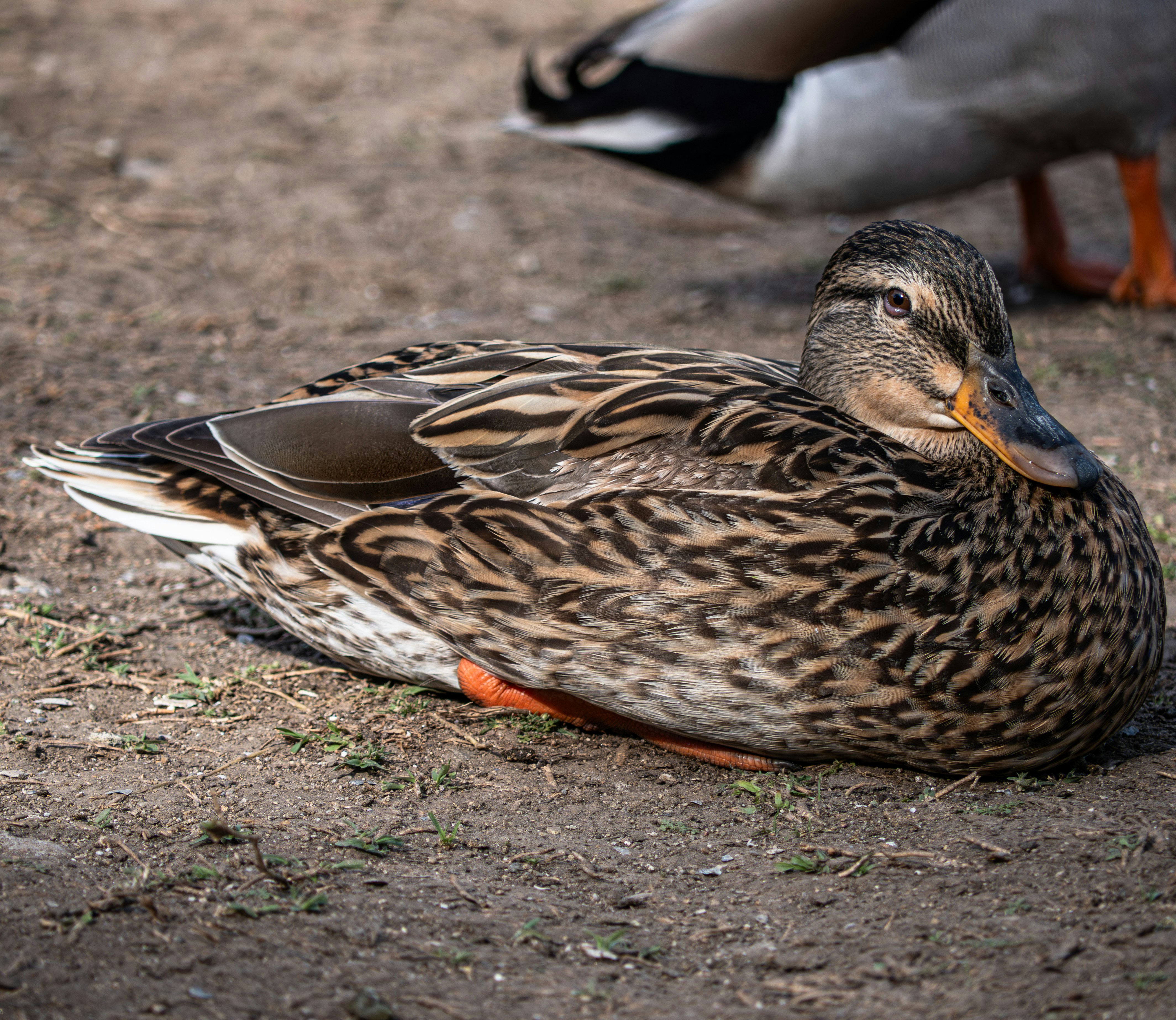 Drowsy Mallard Resting in Dappled Ground Light