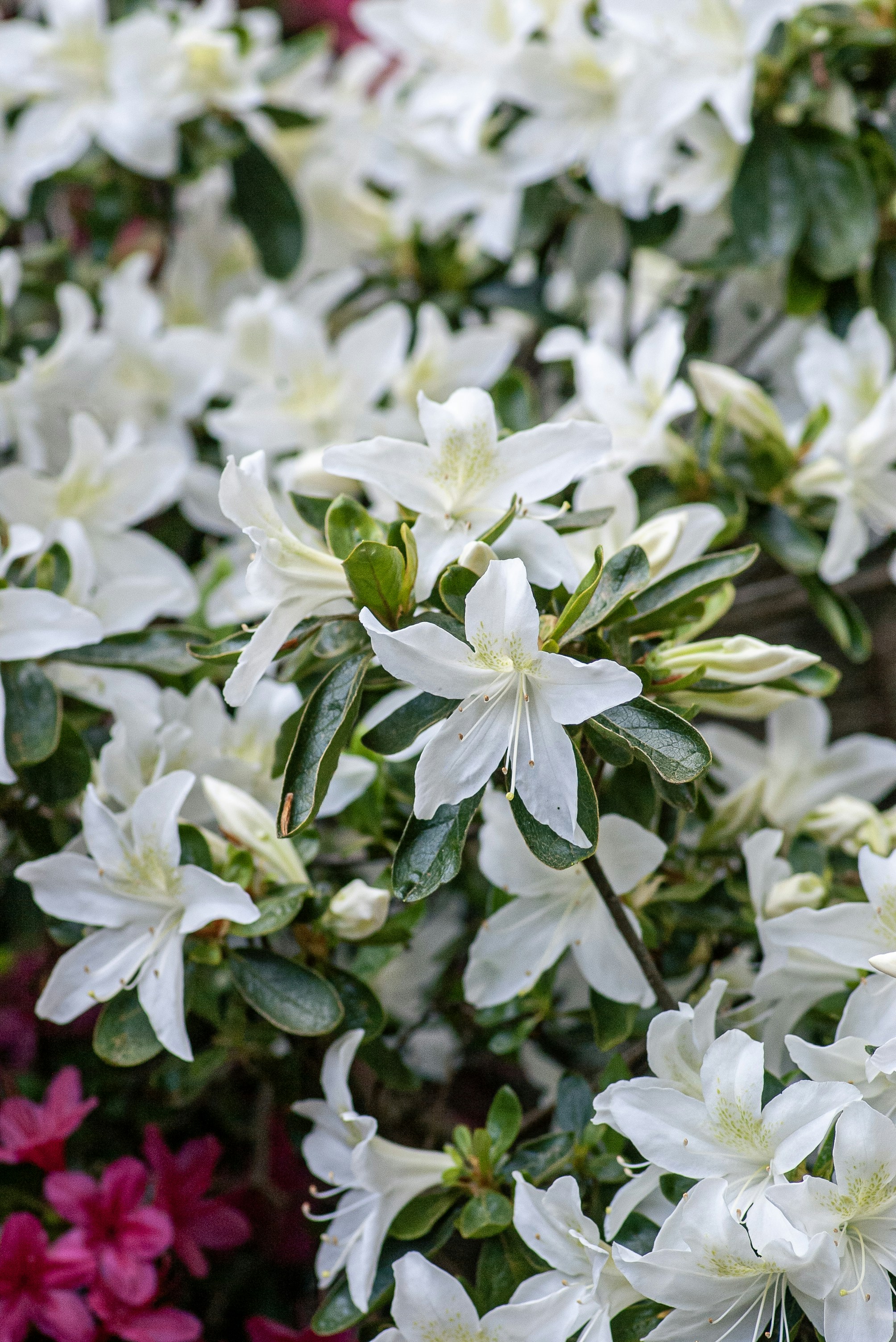 Close-up of white azalea flowers with glossy green leaves, forming a dense garden cluster.