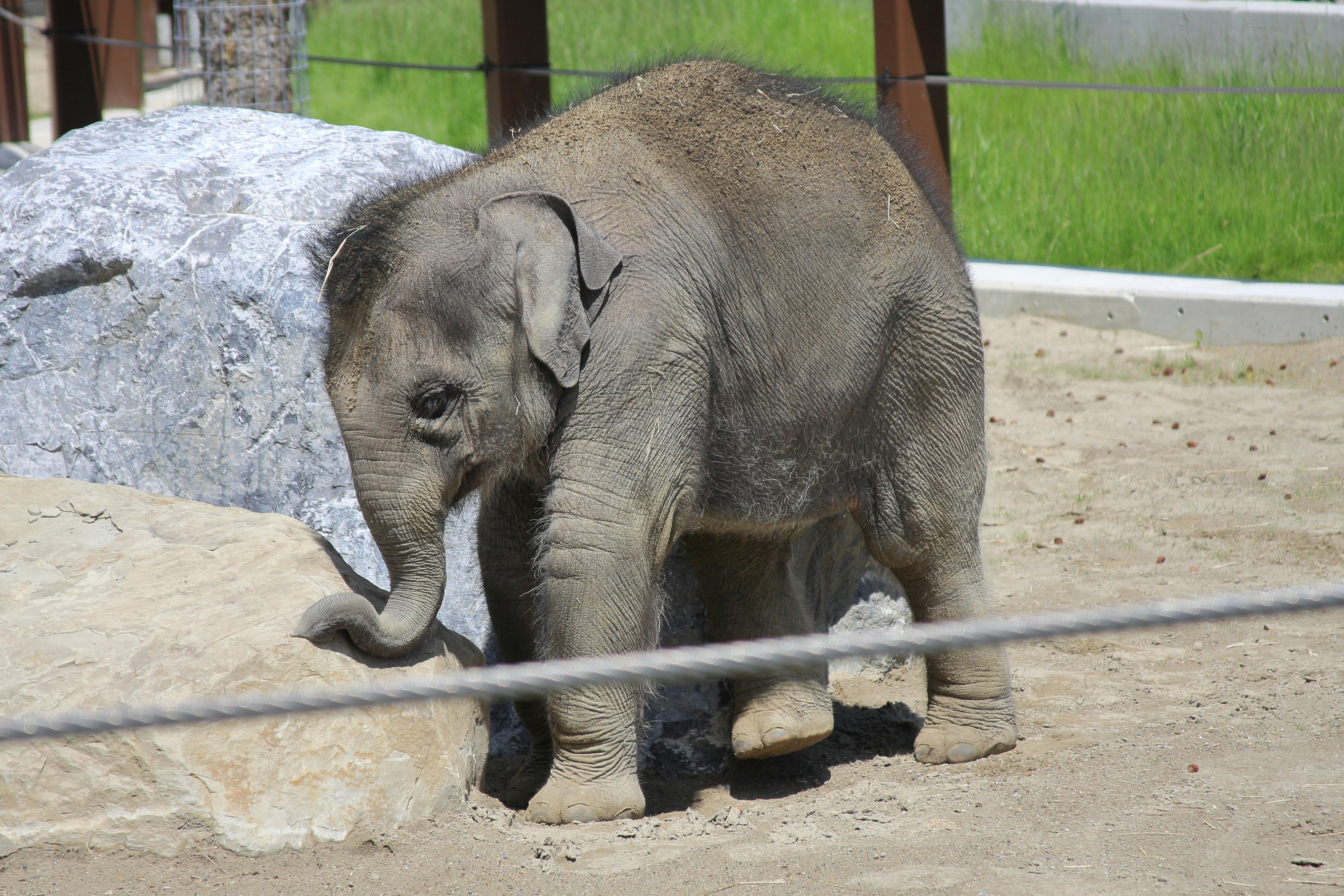 Young Elephant at the Edge of the Camp Ground