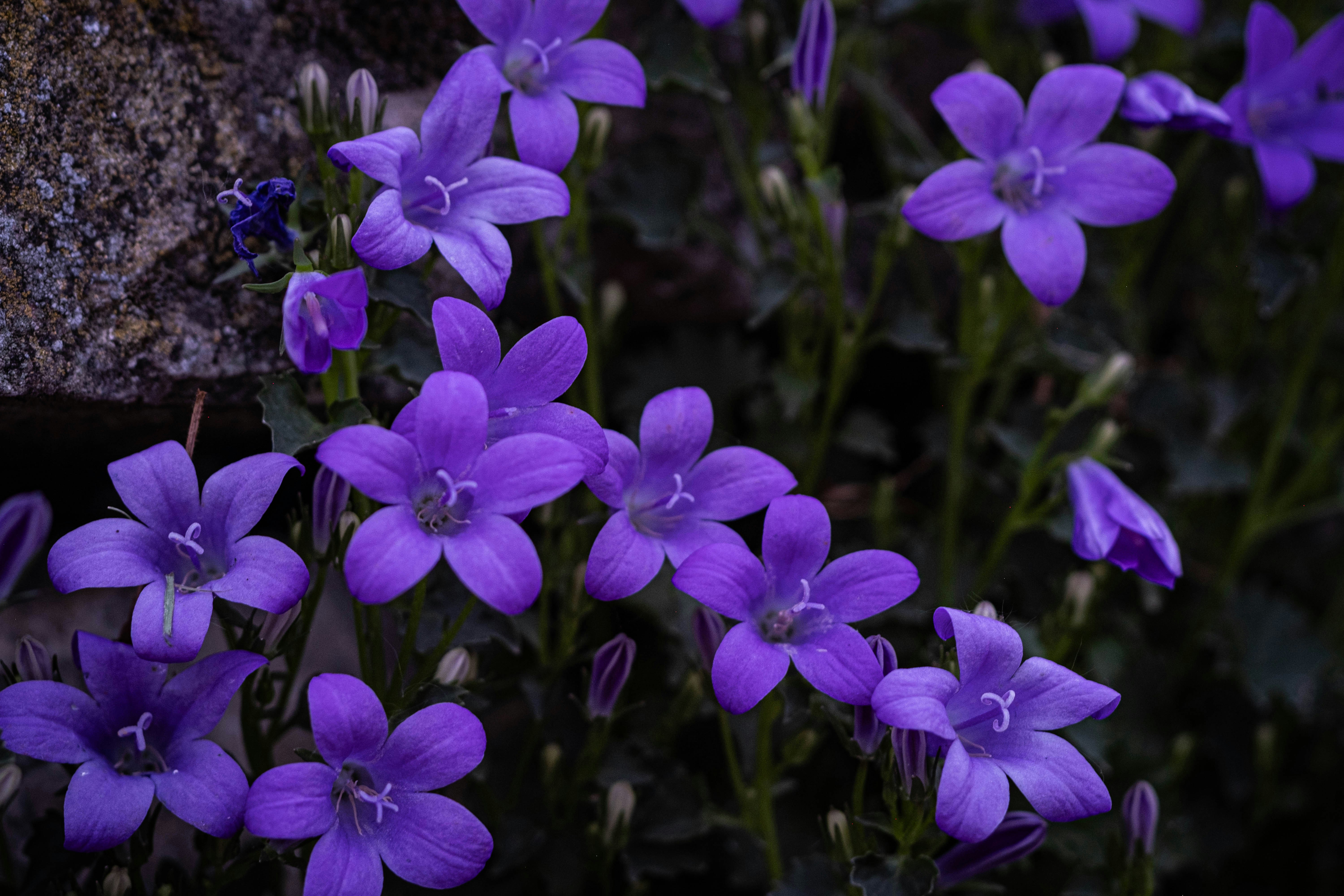 Midnight Violet Cluster: A Bold Patch of Purple Flowers Against Moss and Rock