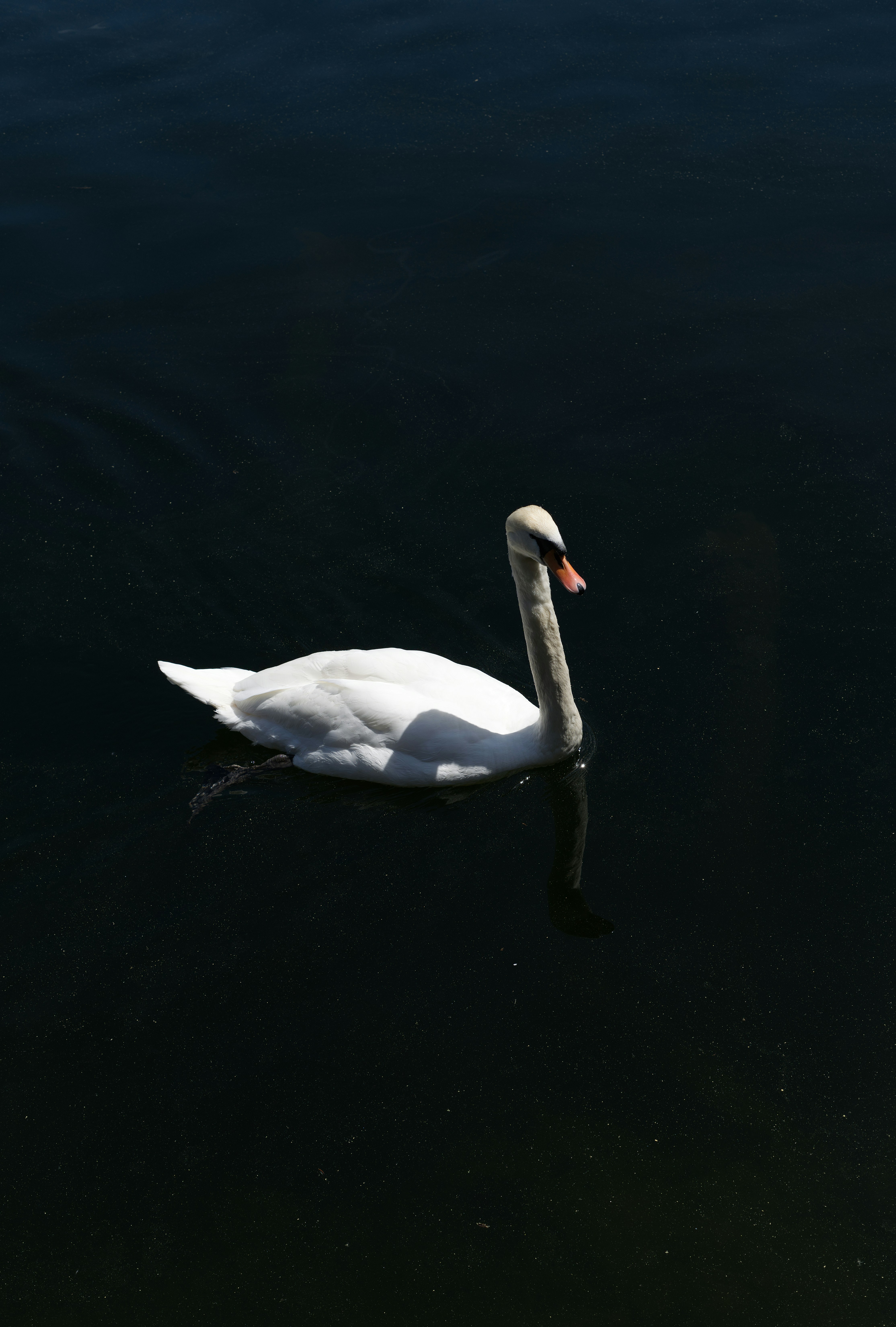 Silent Glide: A Swan Unfolds in Quiet Waters