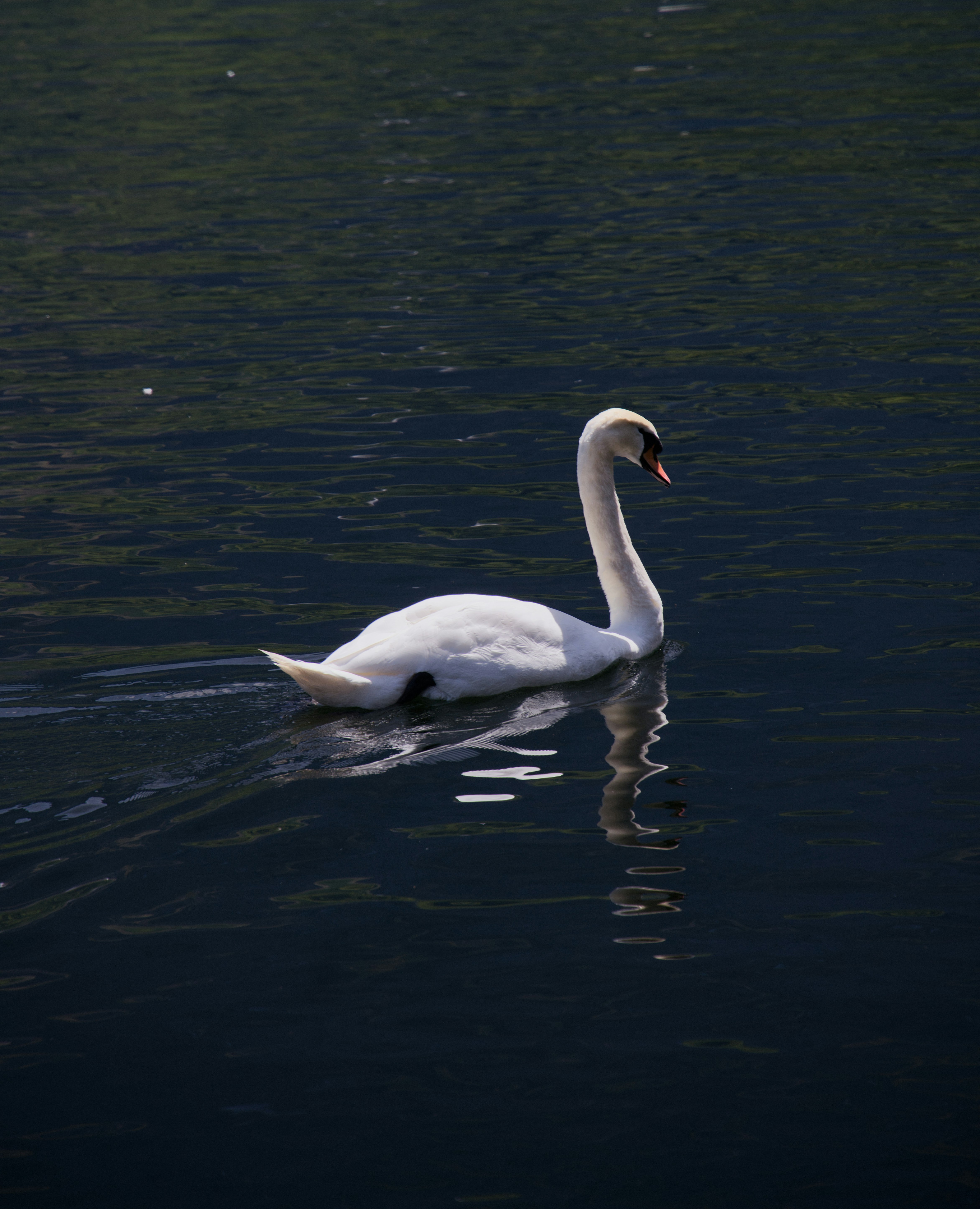 Graceful Swan on Dappled Lake