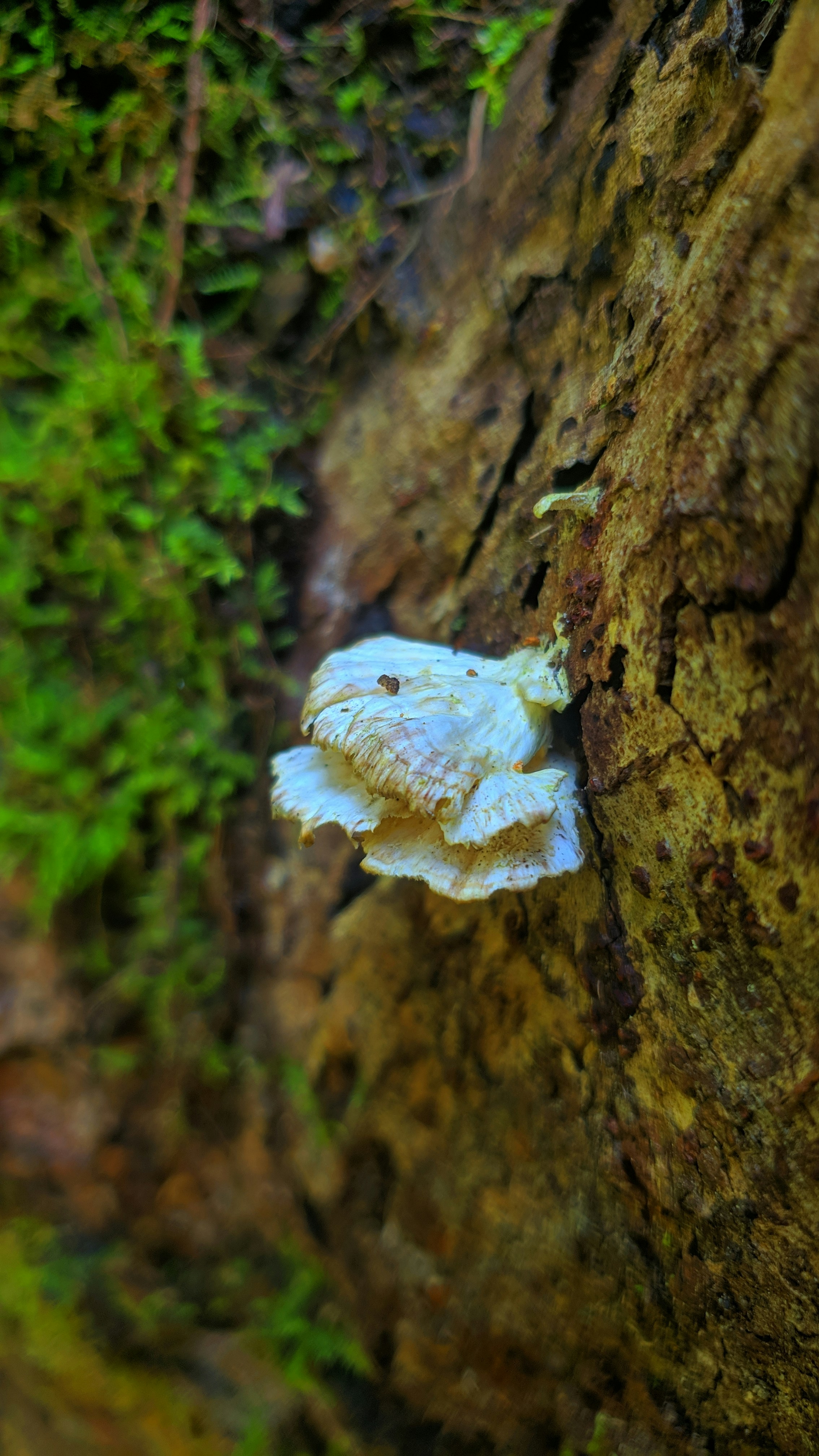 White shelf fungus growing on a moss-covered rock, with a shallow depth of field highlighting the fungus against the textured bark and greenery.