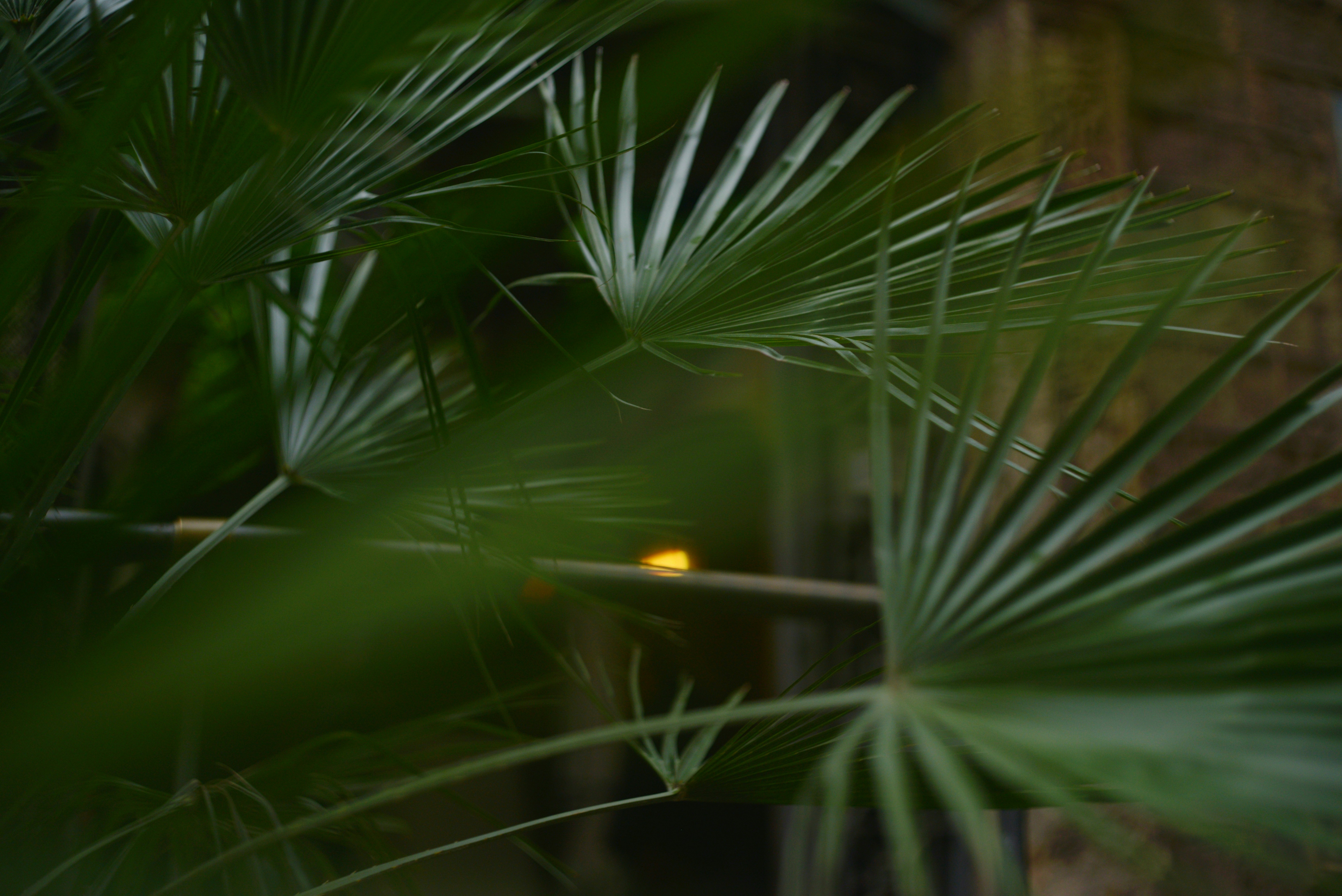 Tropical Palm Fronds in a Shaded Green Canvas