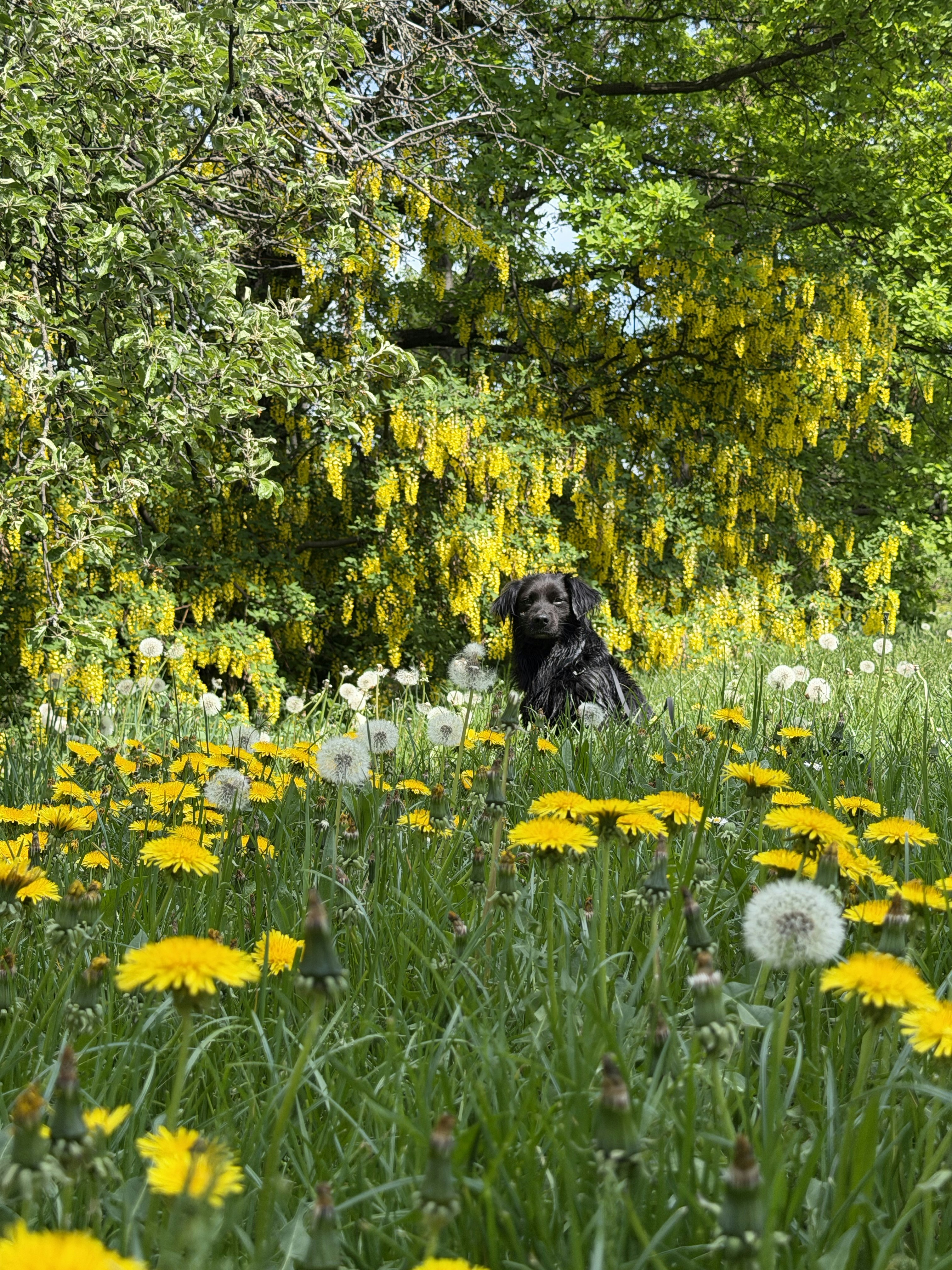 Black Terrier Among Sunlit Dandelions