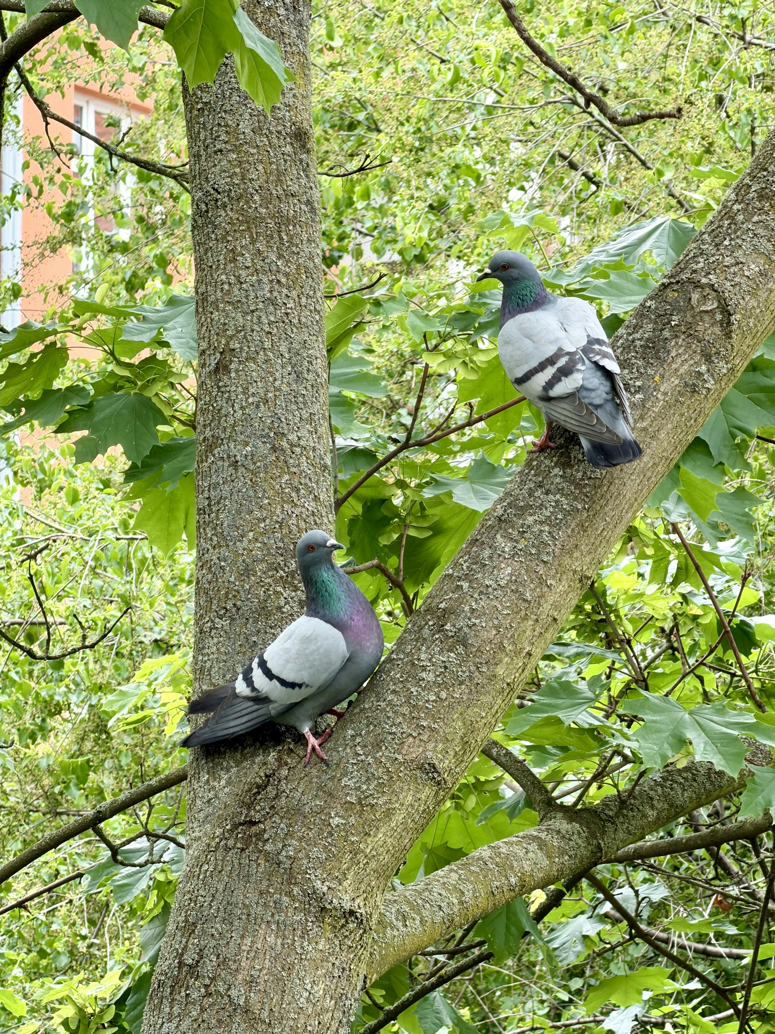 Two Pigeons in a Lush Branched Canopy