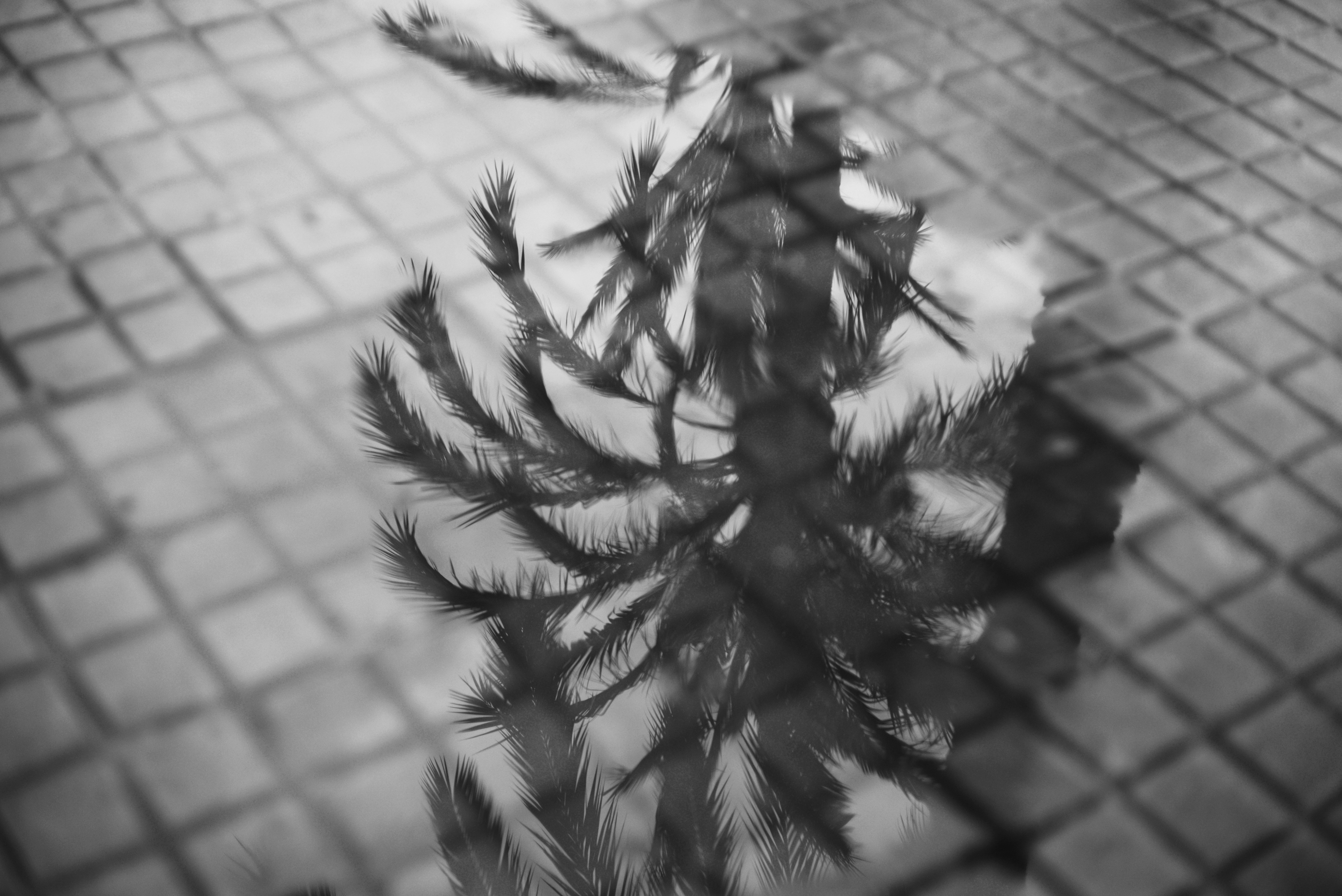 Close-up of a spiky succulent against a tiled floor
