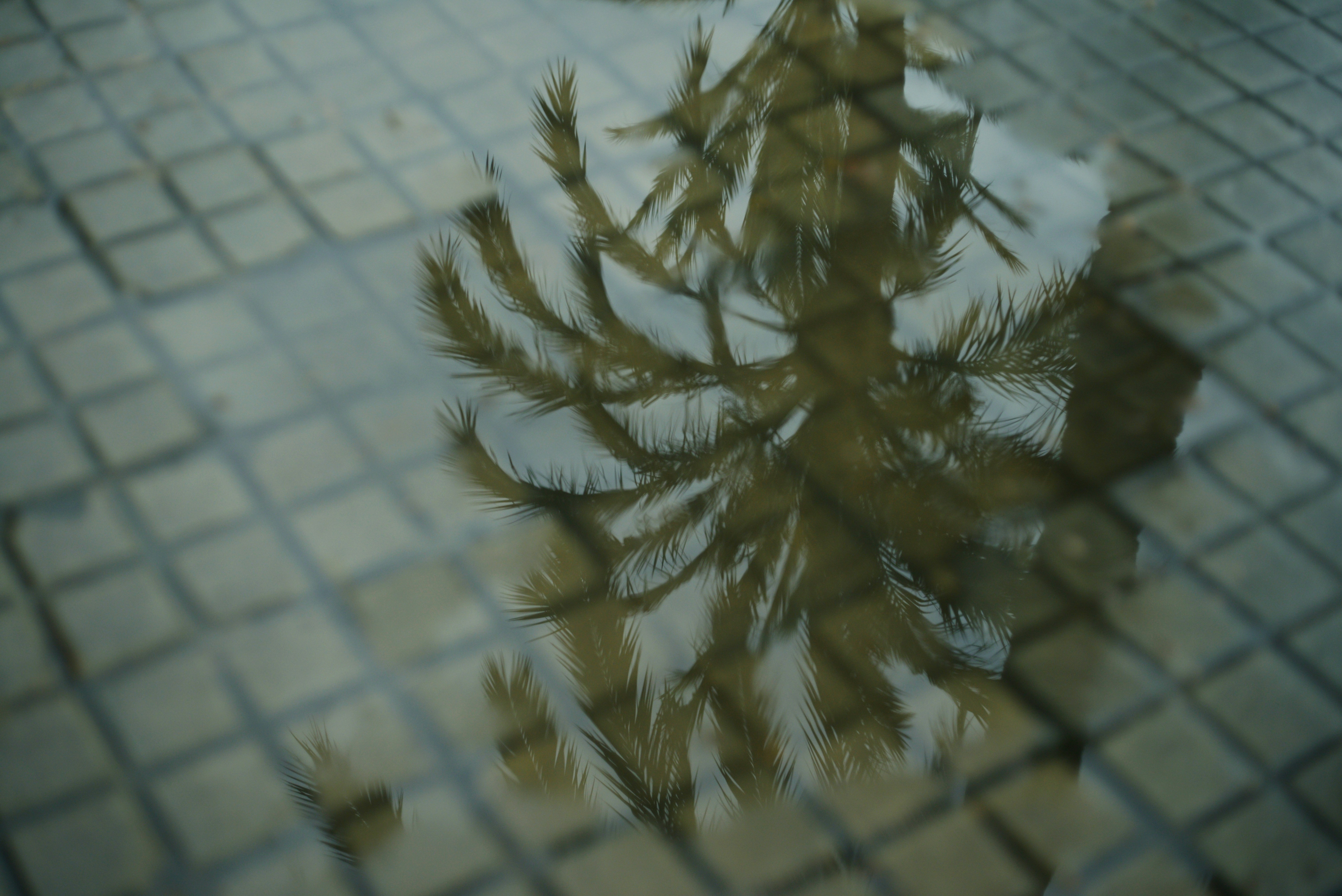 Reflected Palm Silhouettes on a Checkered Surface