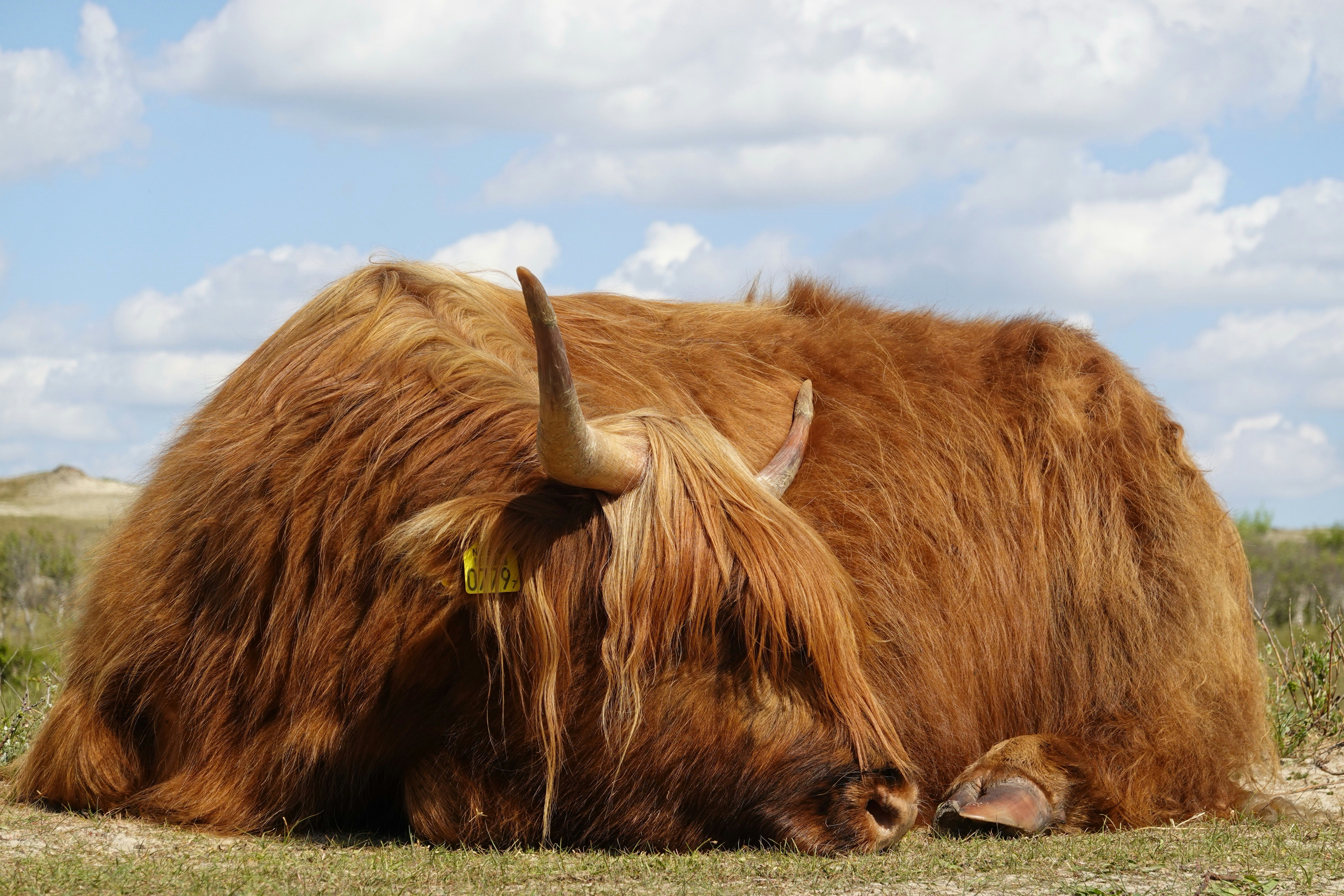 Resting Highland Herd: A Tangle of Coat and Horns