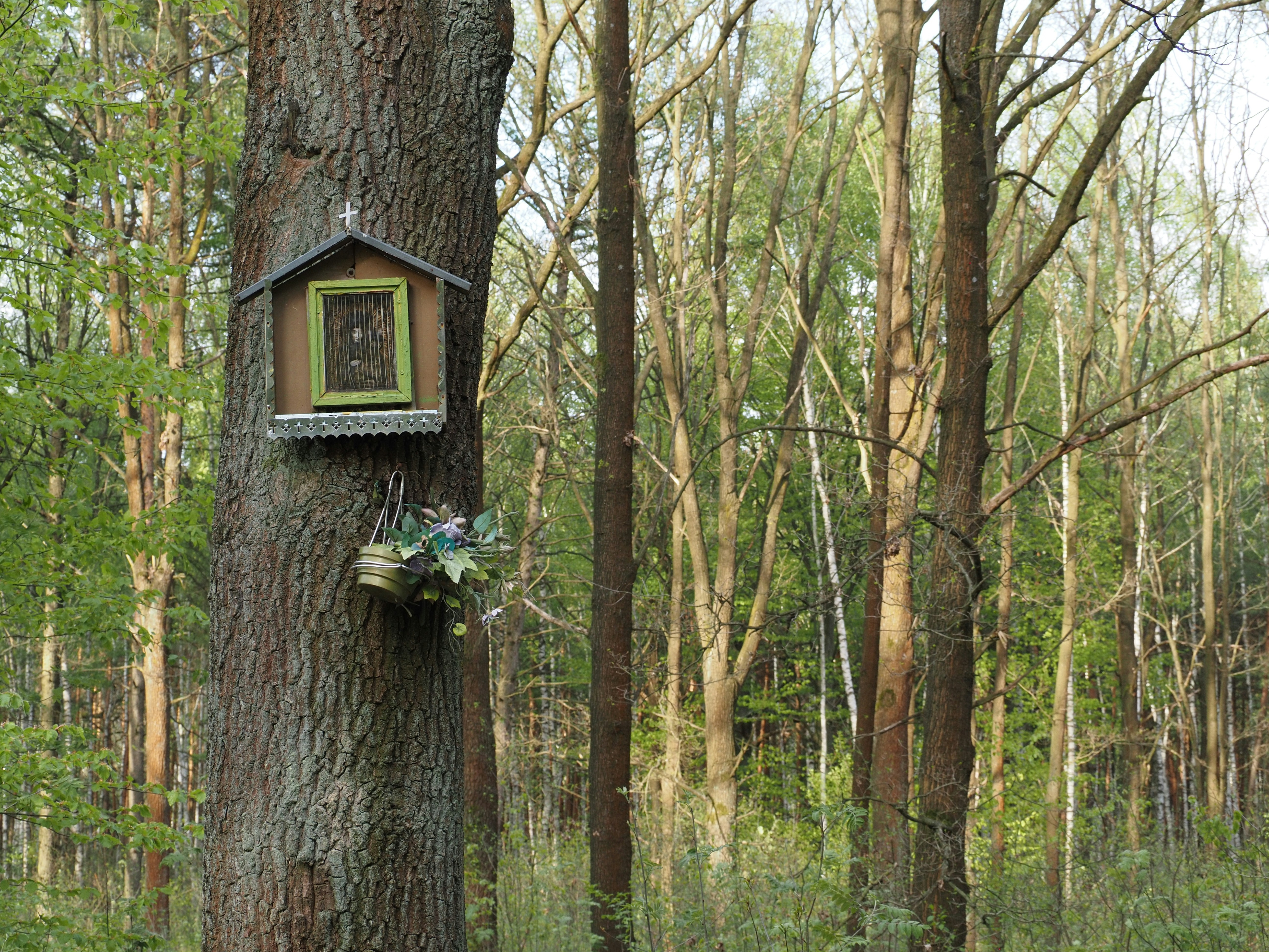 A Quiet Nest: Birdhouse Adorns an Old Oak Evening in the Woods