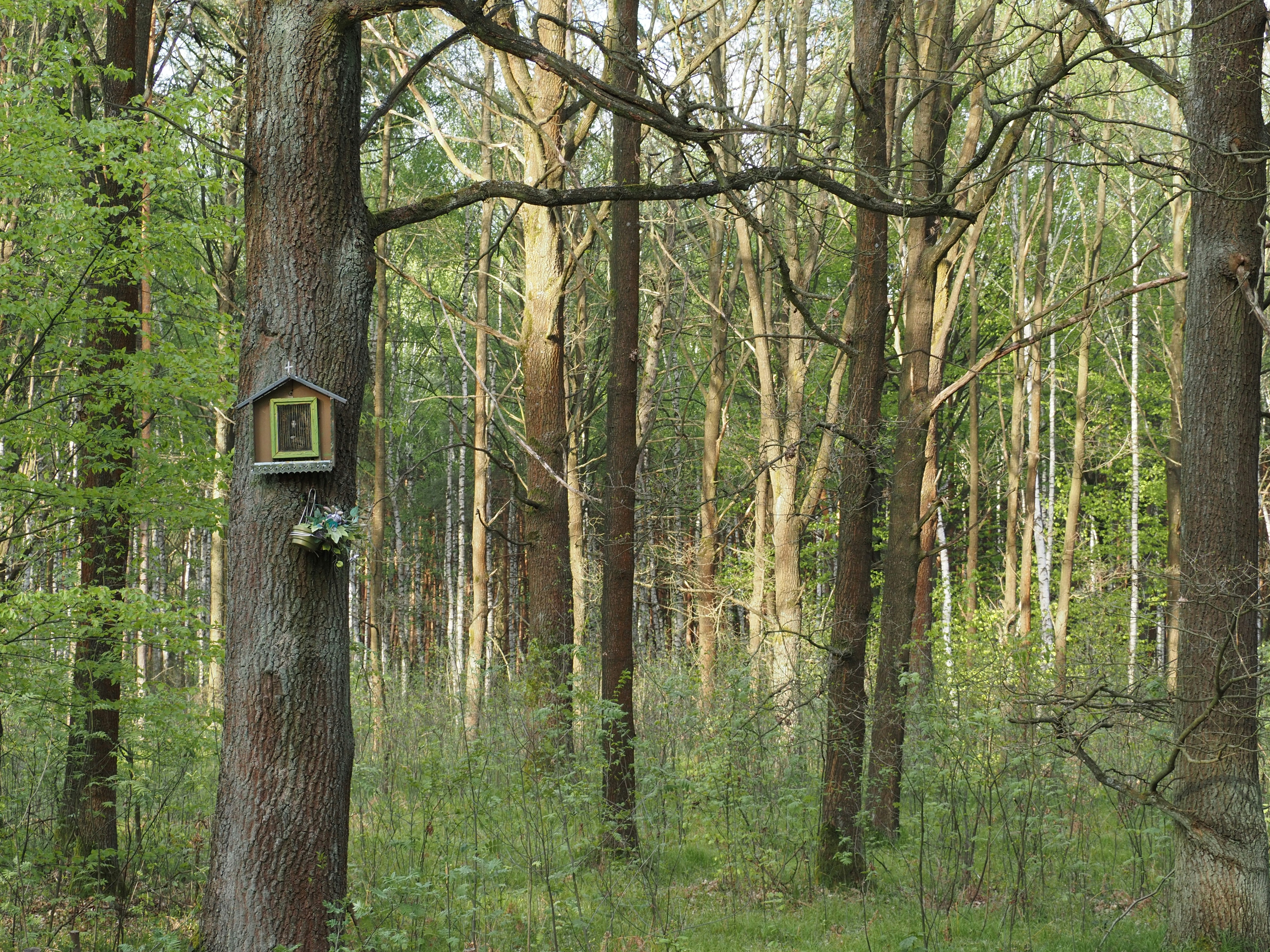 Birdhouse On a Trunk: Quiet Forest with a Hidden Nest
