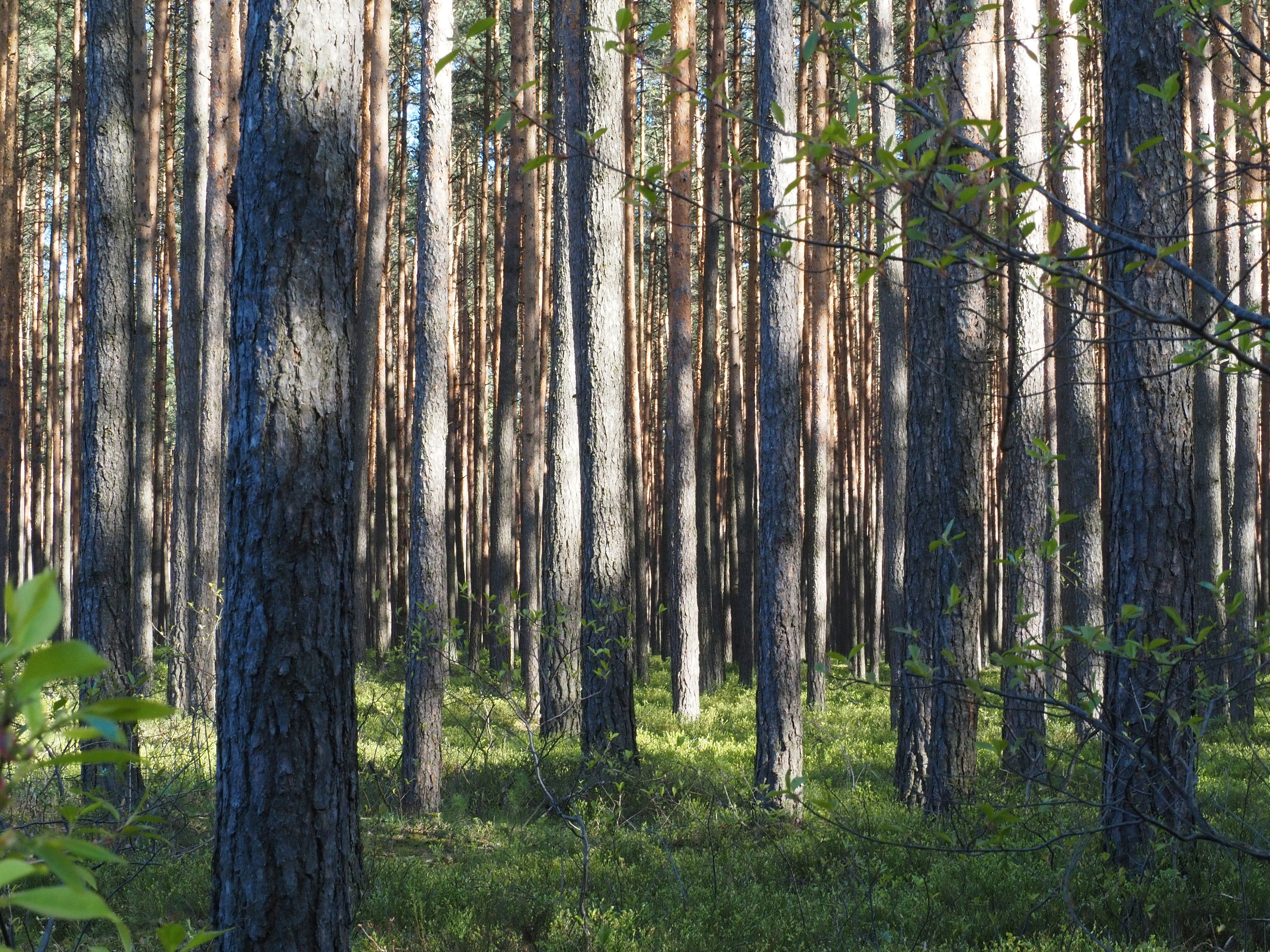 Sunlit pine trunks form vertical rhythm in a tranquil forest floor collage of green moss and undergrowth.