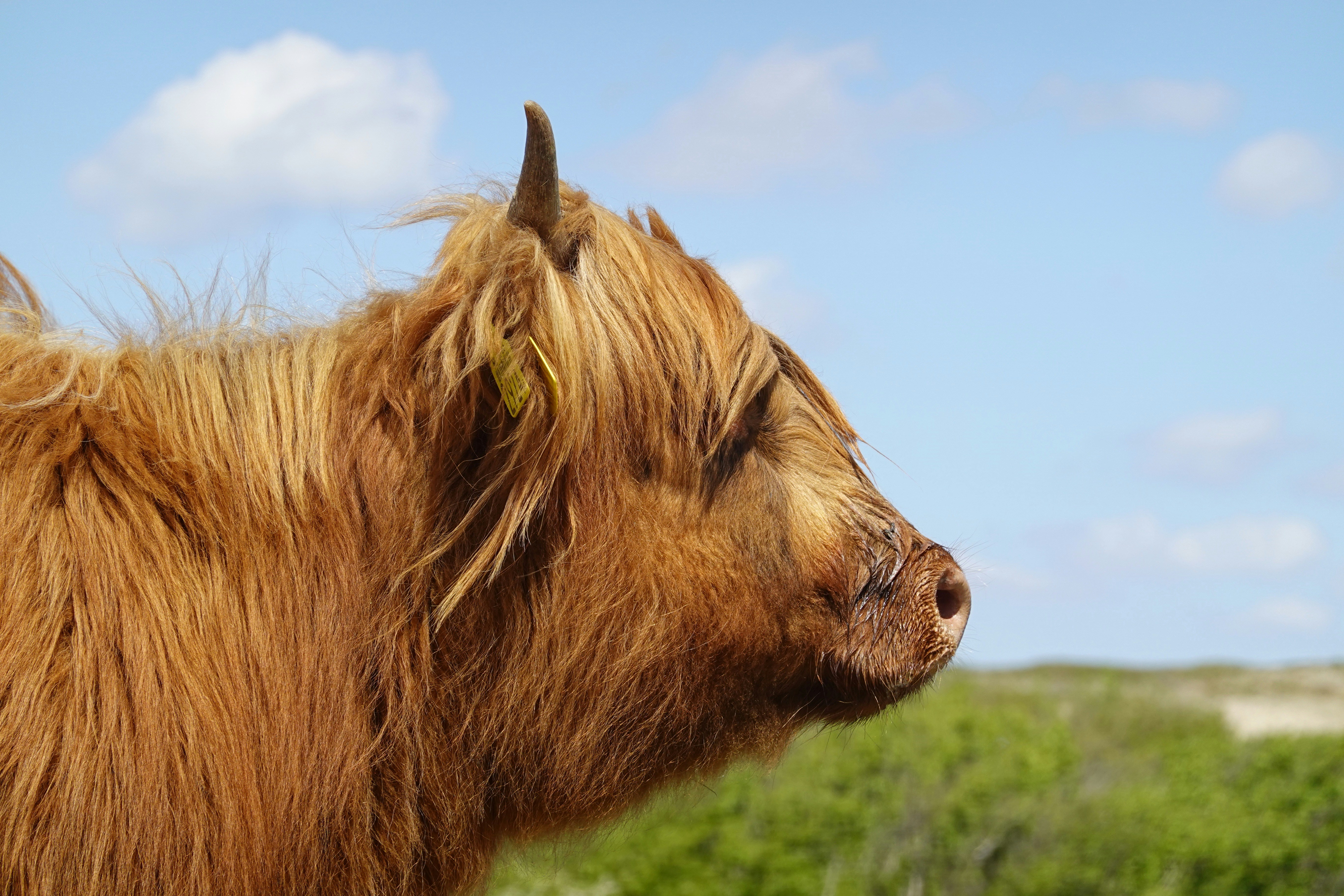 Profile of a Highland Heart: A Highland Cow against Open Moorland