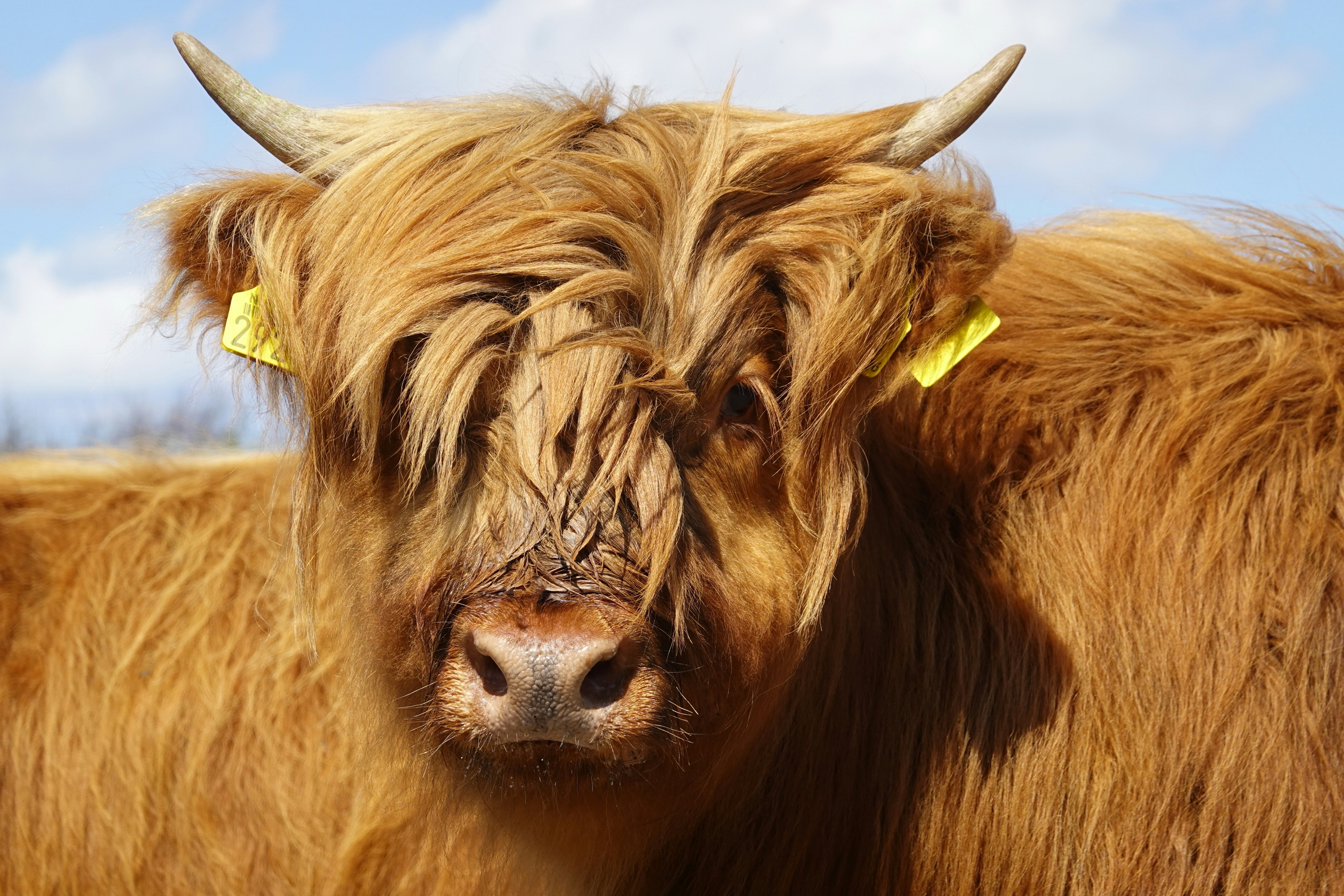 Close-up of a Highland Cow's face with shaggy fringe and yellow ear tags