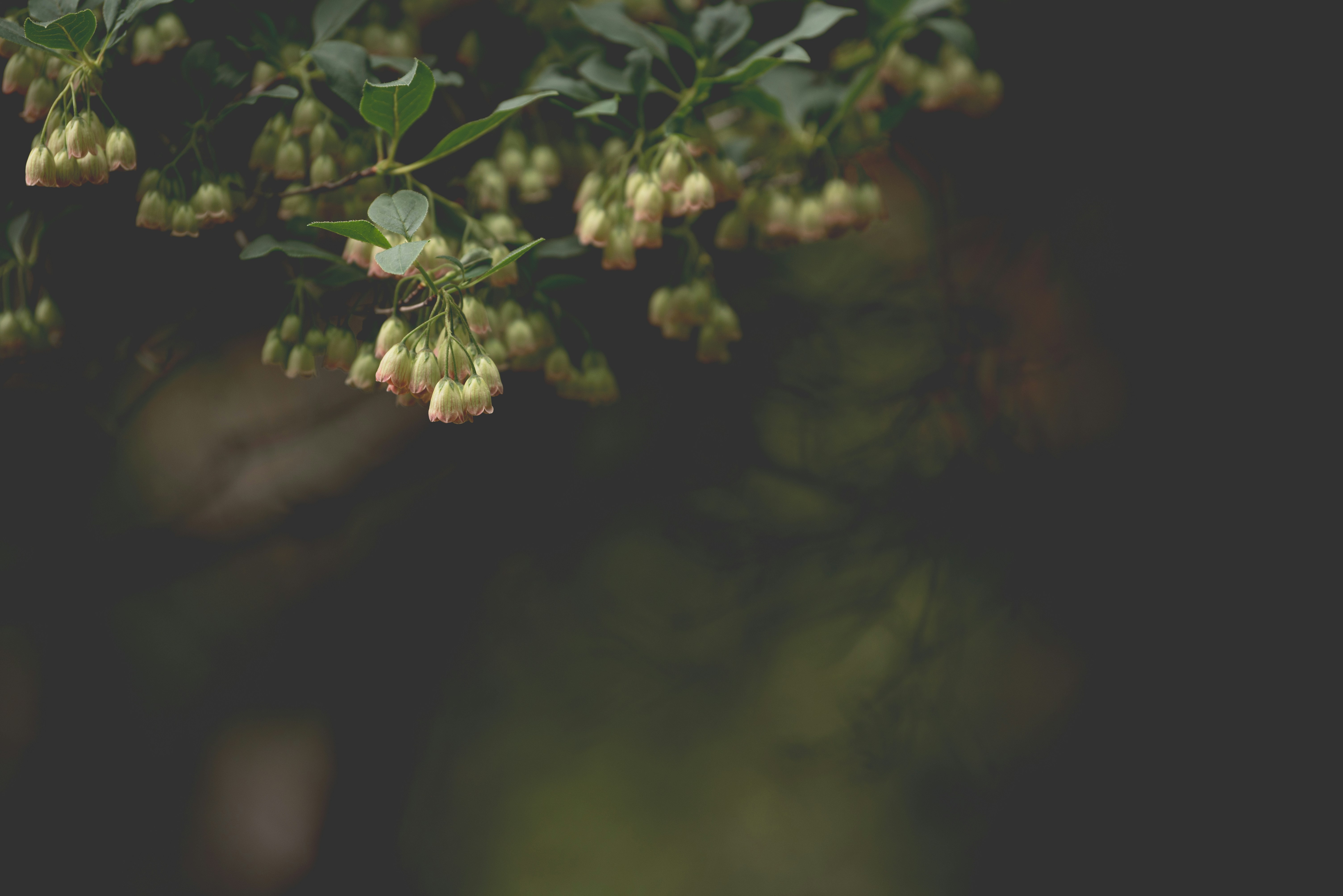 Softly Framed Buds: Sultry Light on Hanging Blooms