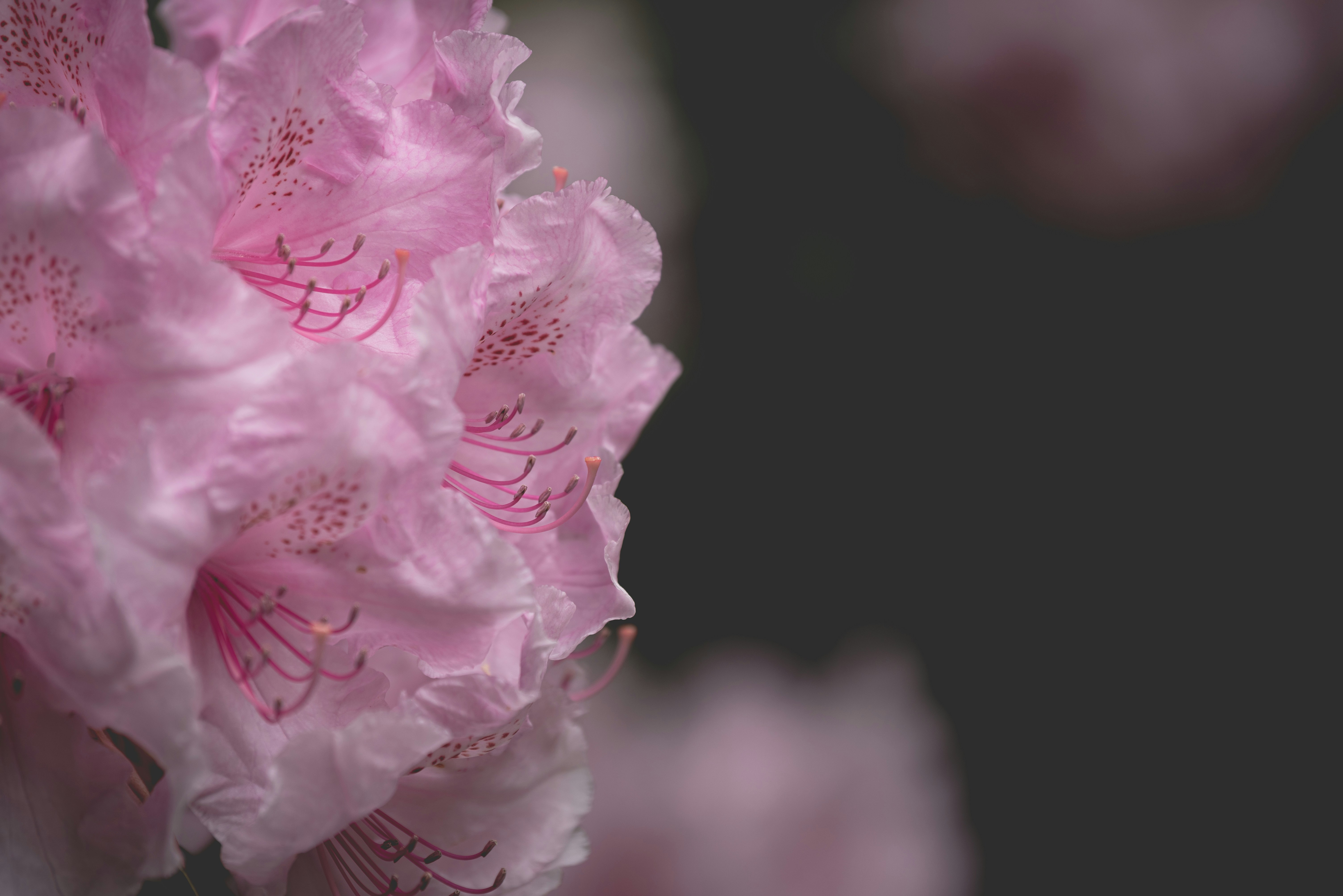 Soft Pink Clusters: A Close-Up of Blooming Azalea in Velvet Shadow