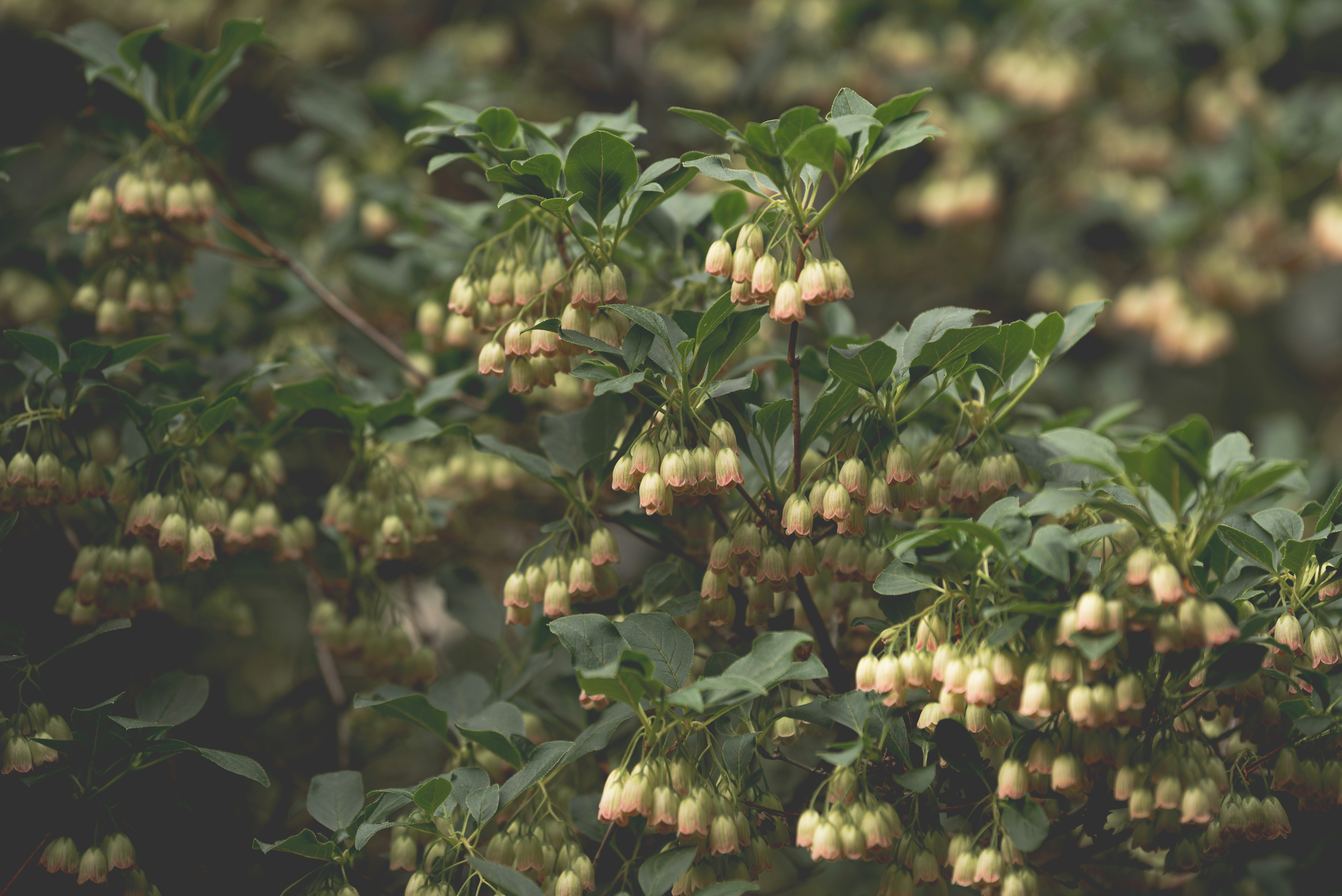 Soft Bell-Bloom in a Quiet Foliage Wake