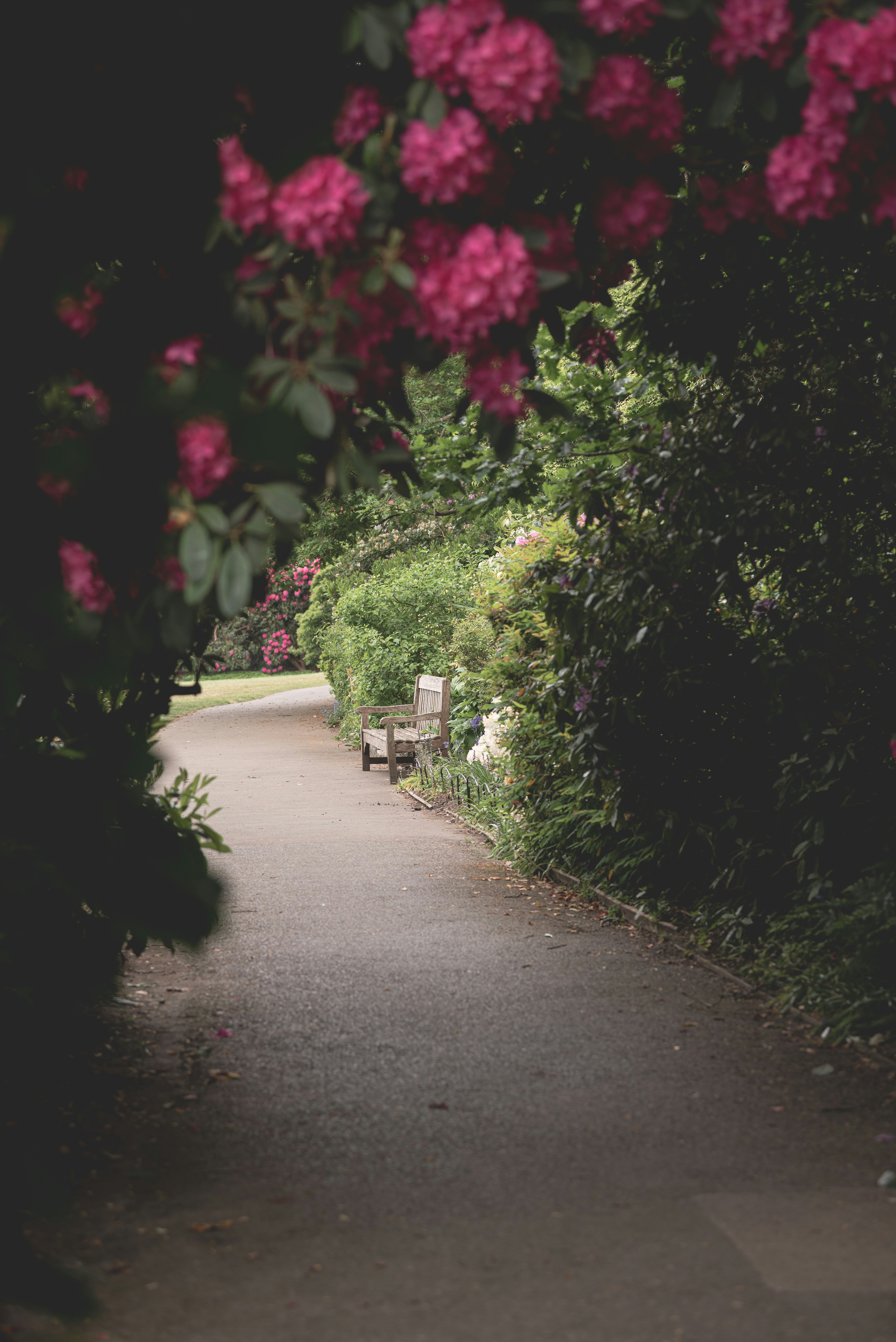 Sunlit Pathway Beneath a Wisteria-Frame: A Quiet Garden Escape