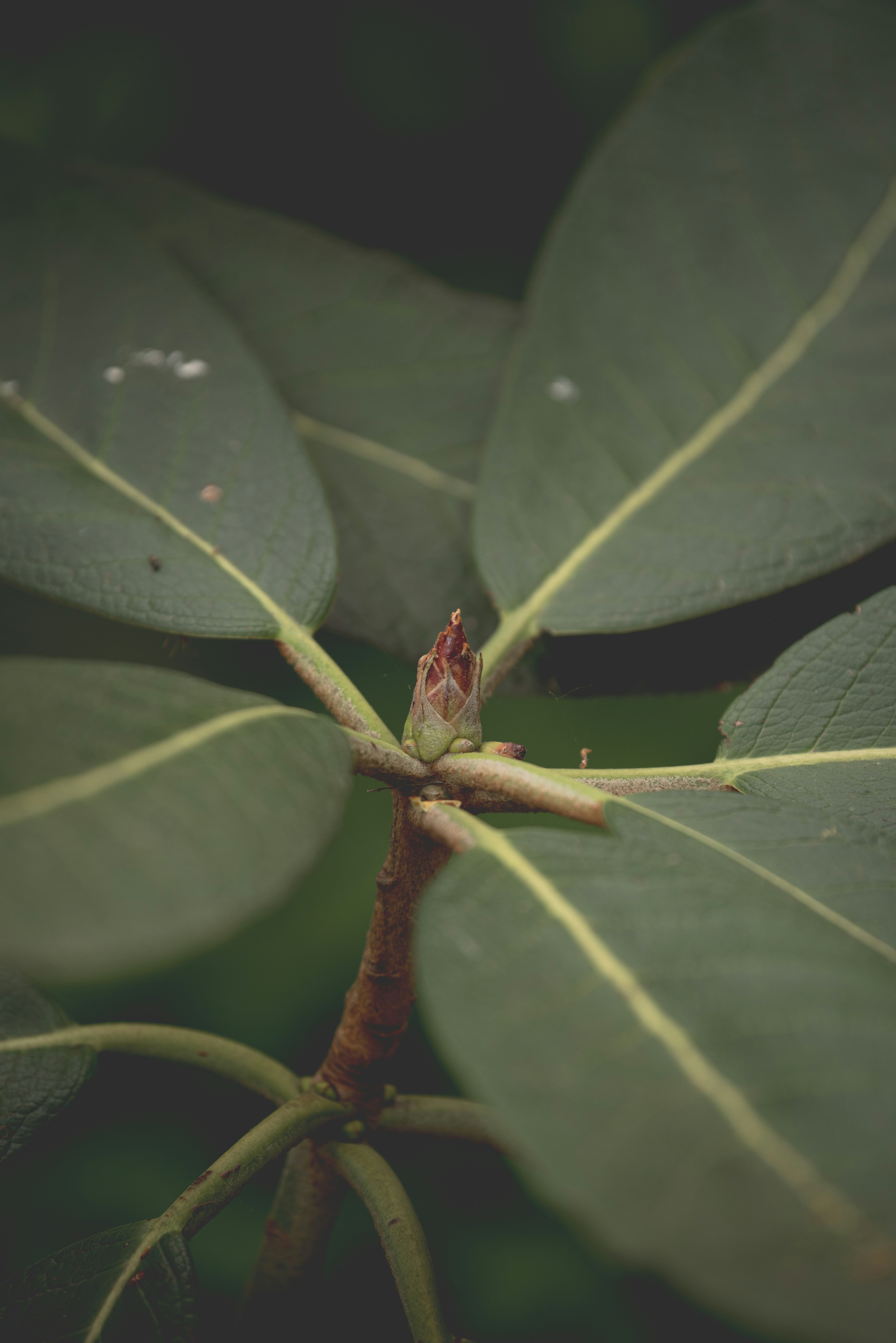 Bud at the Center: A Hidden Dormant Bloom Among Velvet Leaves