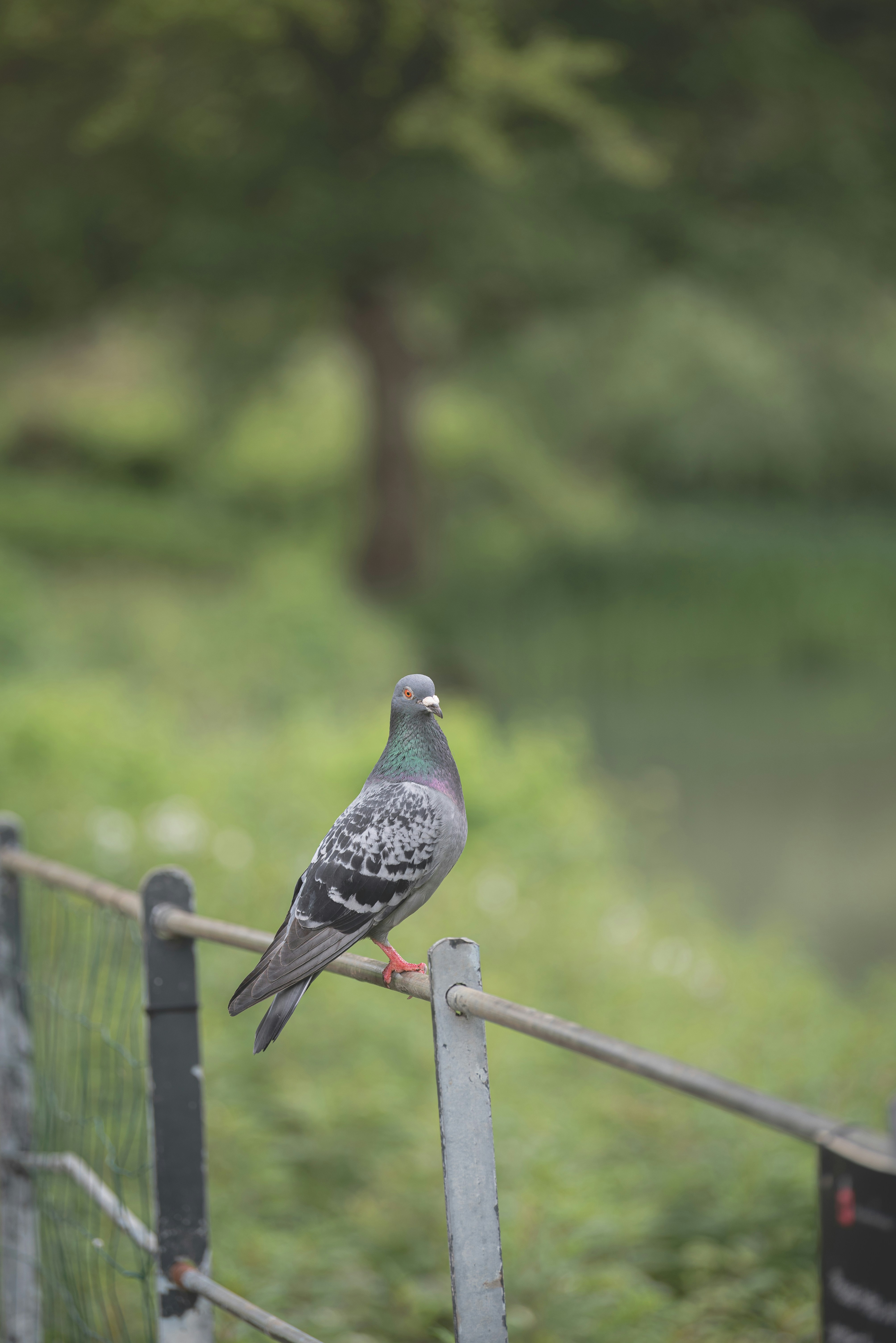 Pigeon on a Fence: Quiet Vigil by the Park Pond
