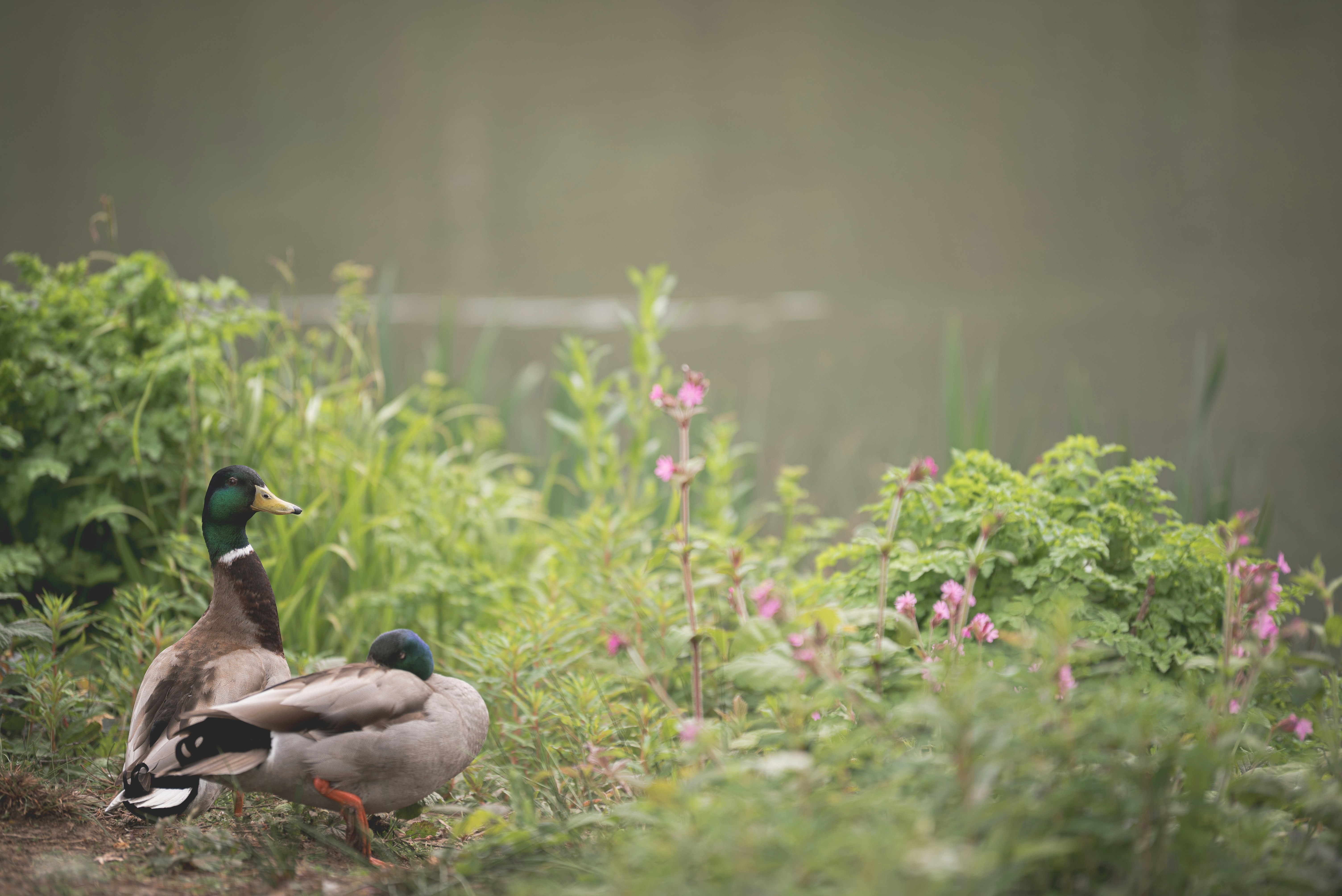 Two Mallards Rest at the Water’s Edge, Framed by Ferns and Pink Blooms