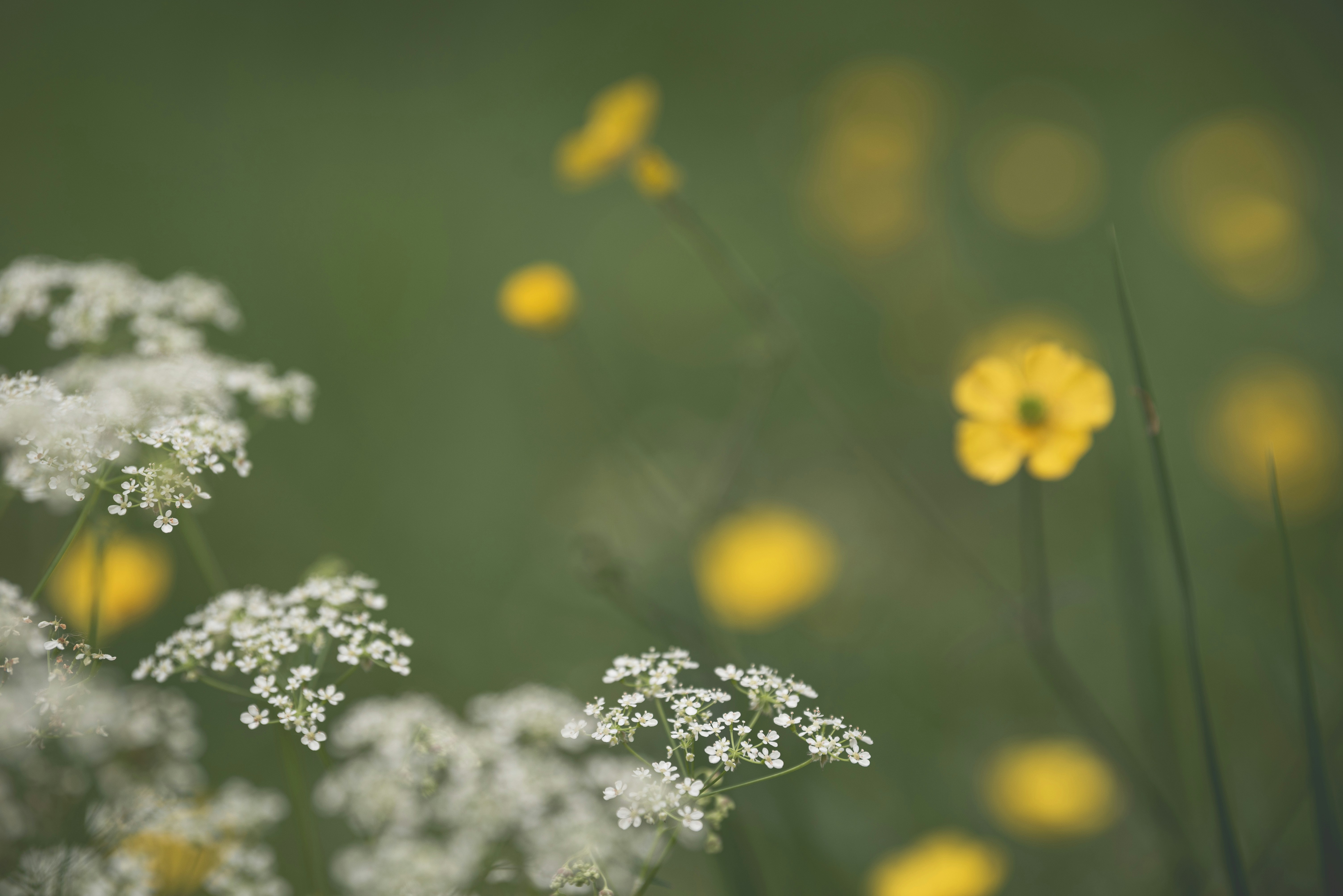 Whispering Meadows: White Blooms Against a Soft Yellow Blur