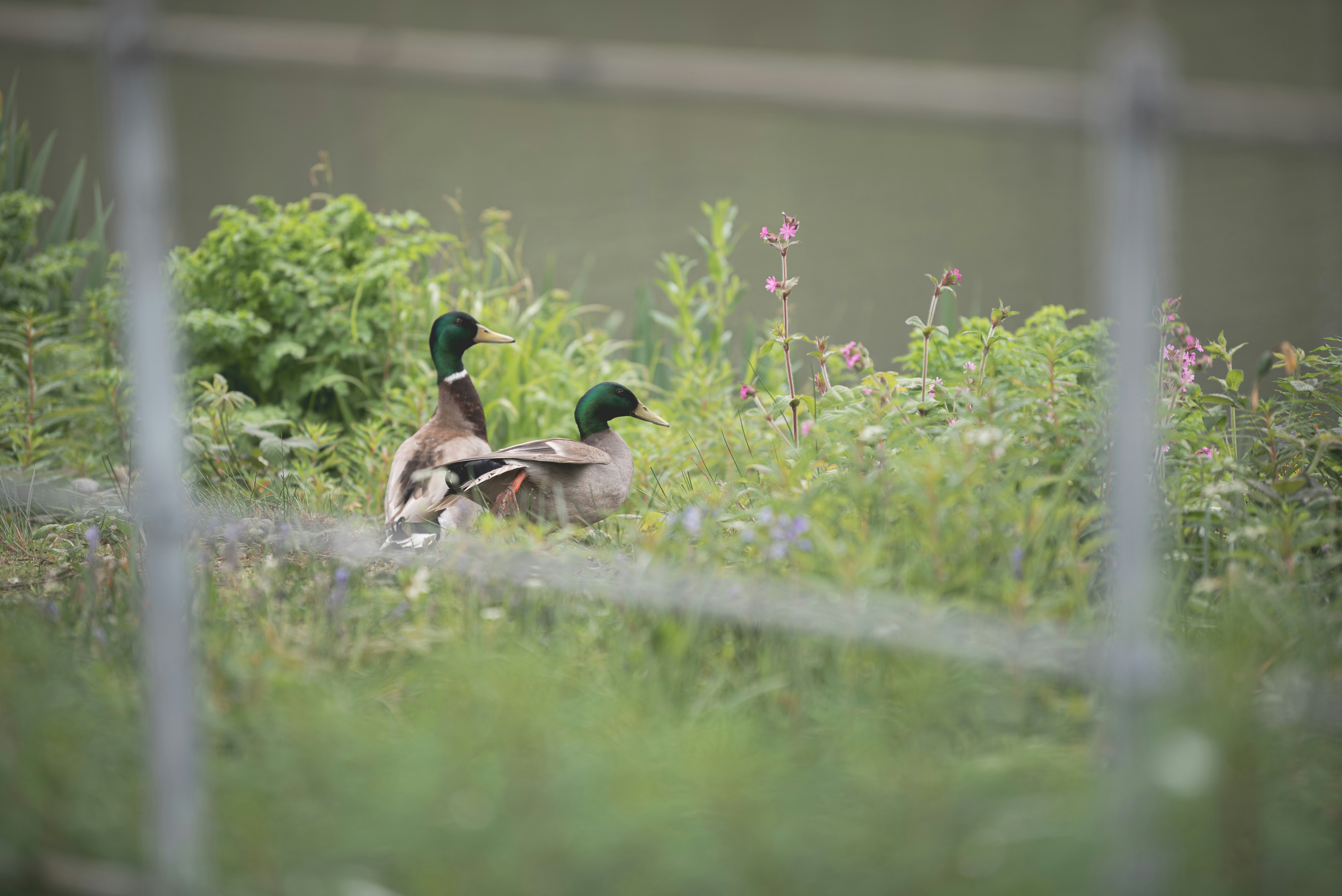 Two Mallards Resting Among Greenery by a Fence Row
