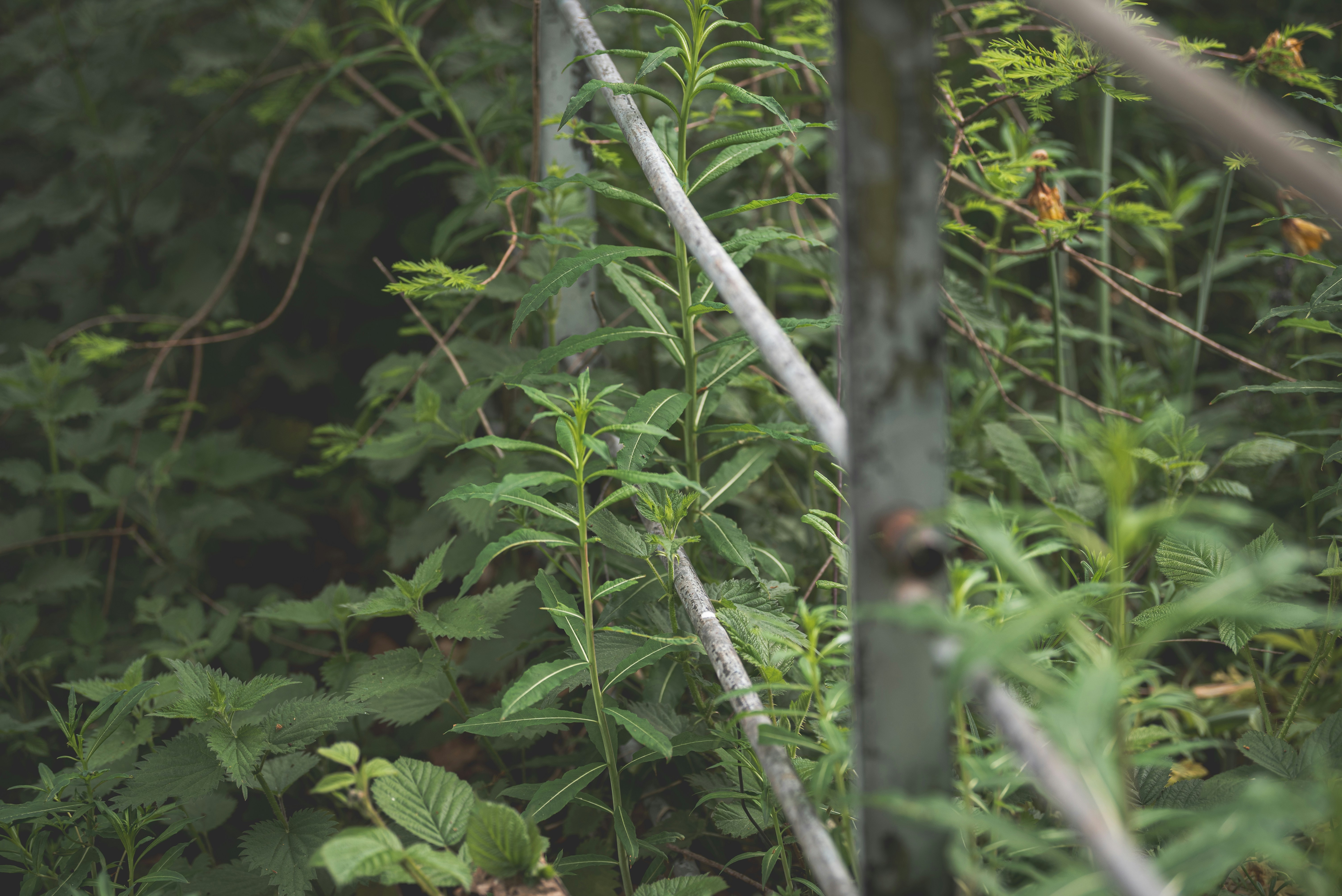 Overgrown Fence Slices Through Quiet Underbrush