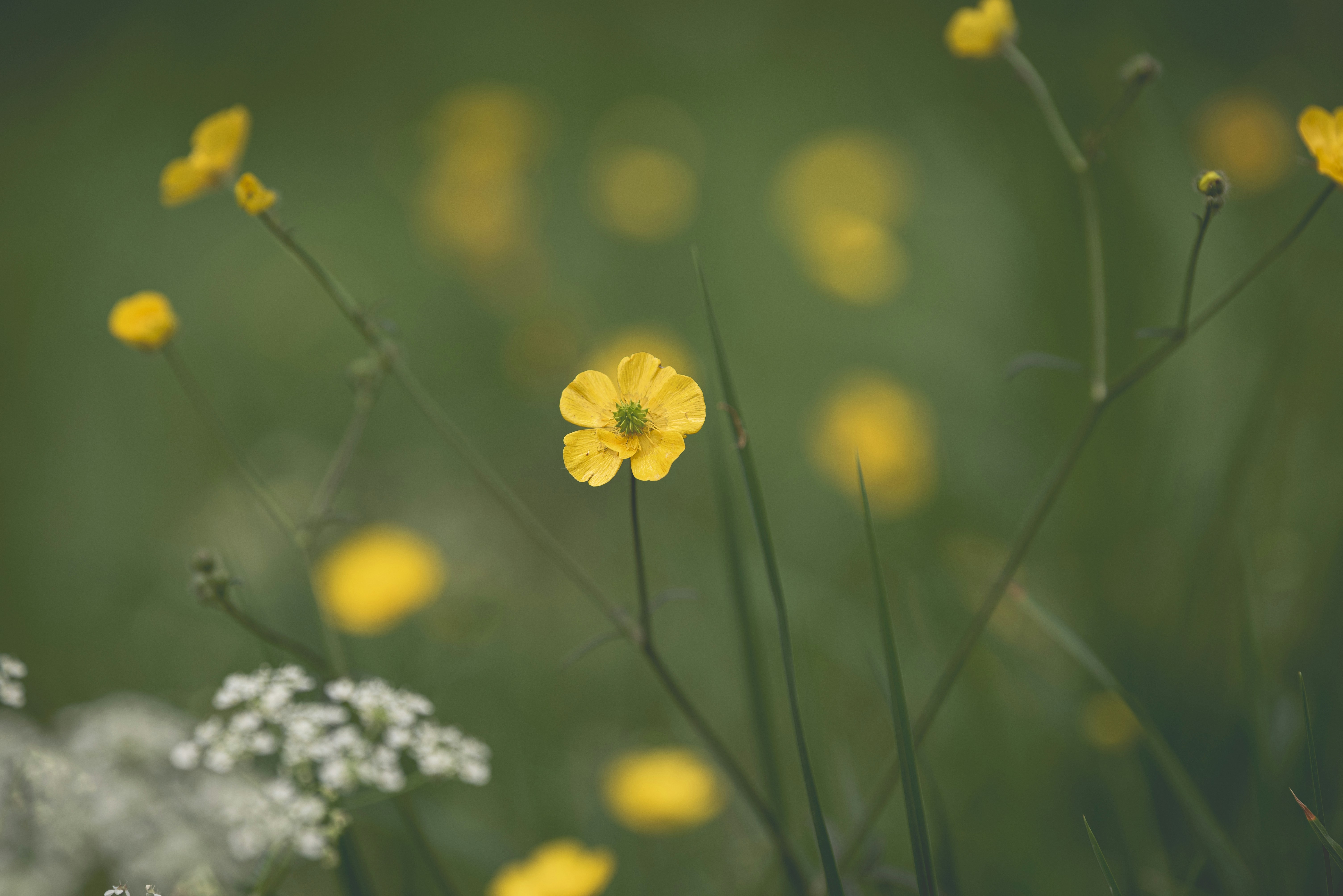 Center Stage: A lone yellow bloom amid a sea of soft focus stems
