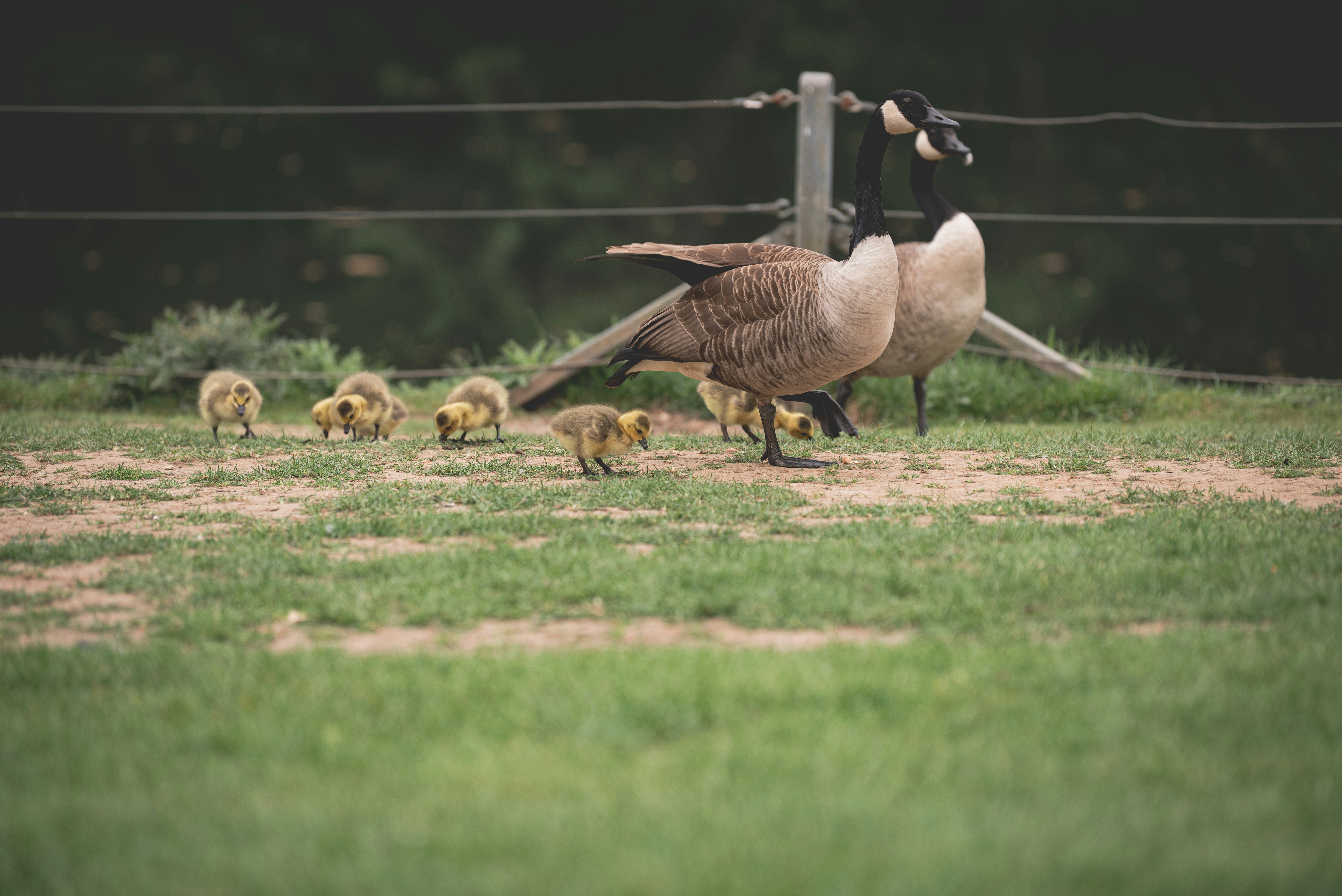 Family Heron Stampede: Father Leading the Guardians