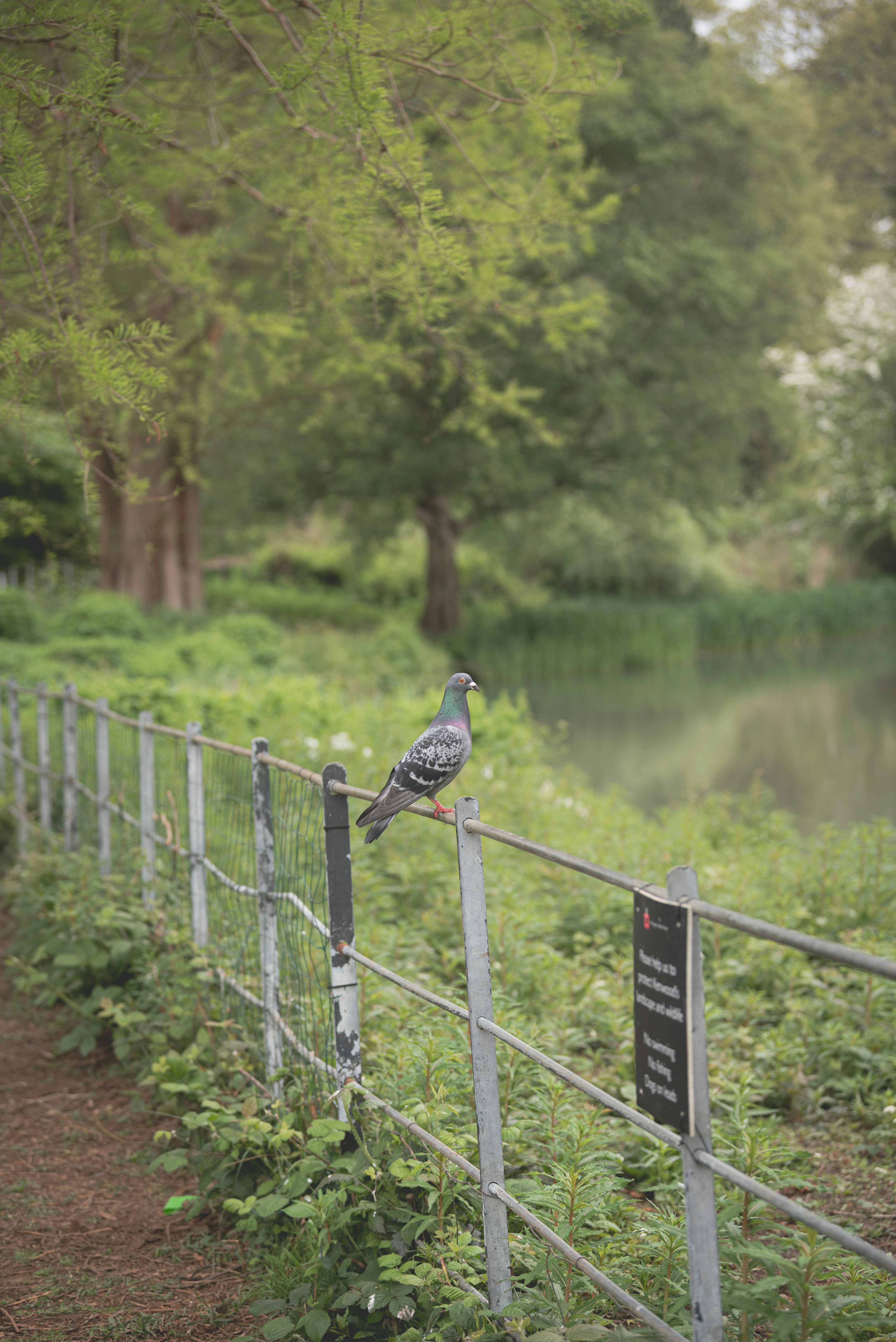 Pigeon Perched by the Riverside Fence