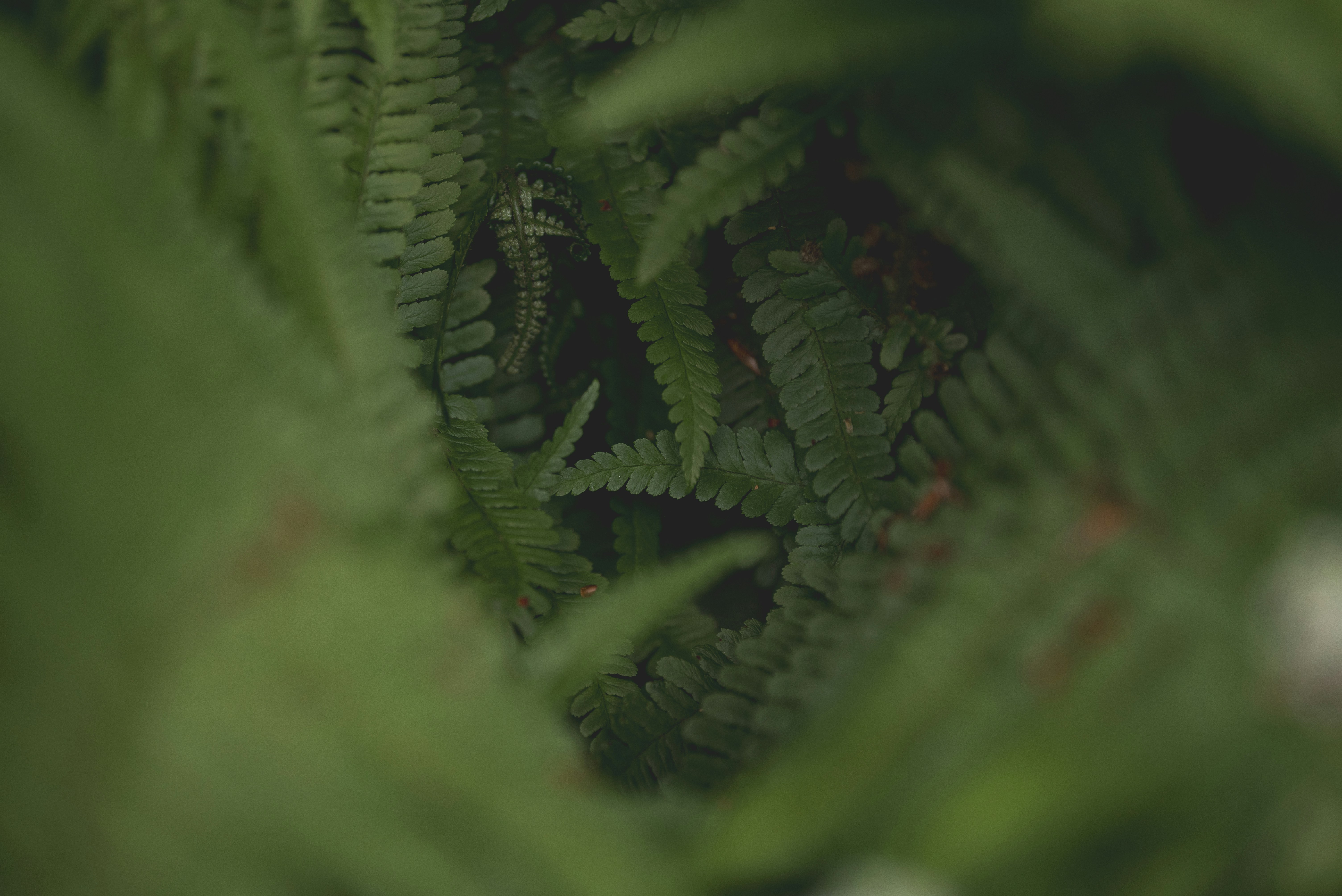 Hidden Fern Core: A Quiet Vignette in Green Depths