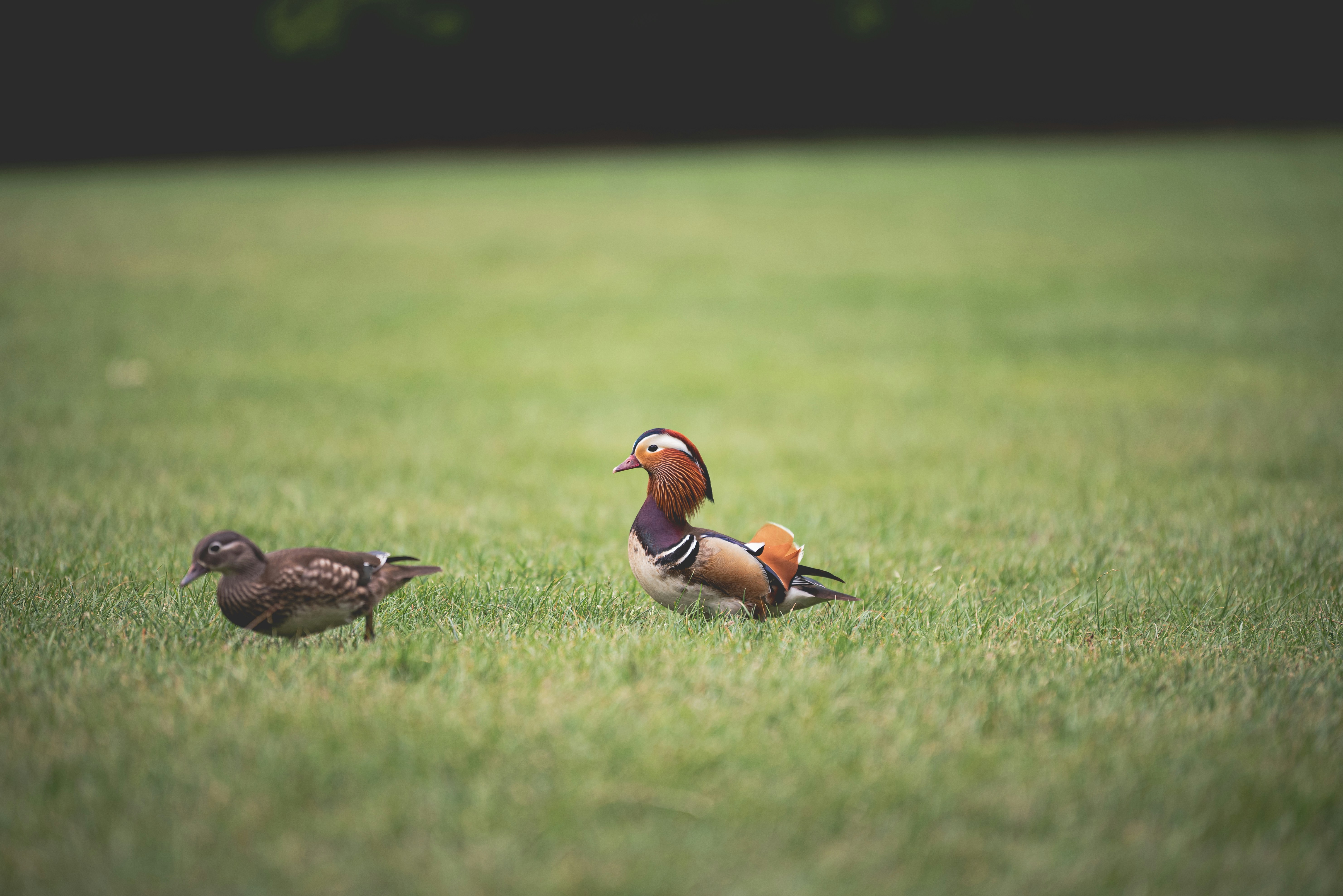 A Quiet Meeting: Mandarin Ducks Amble Across a Lush Lawn