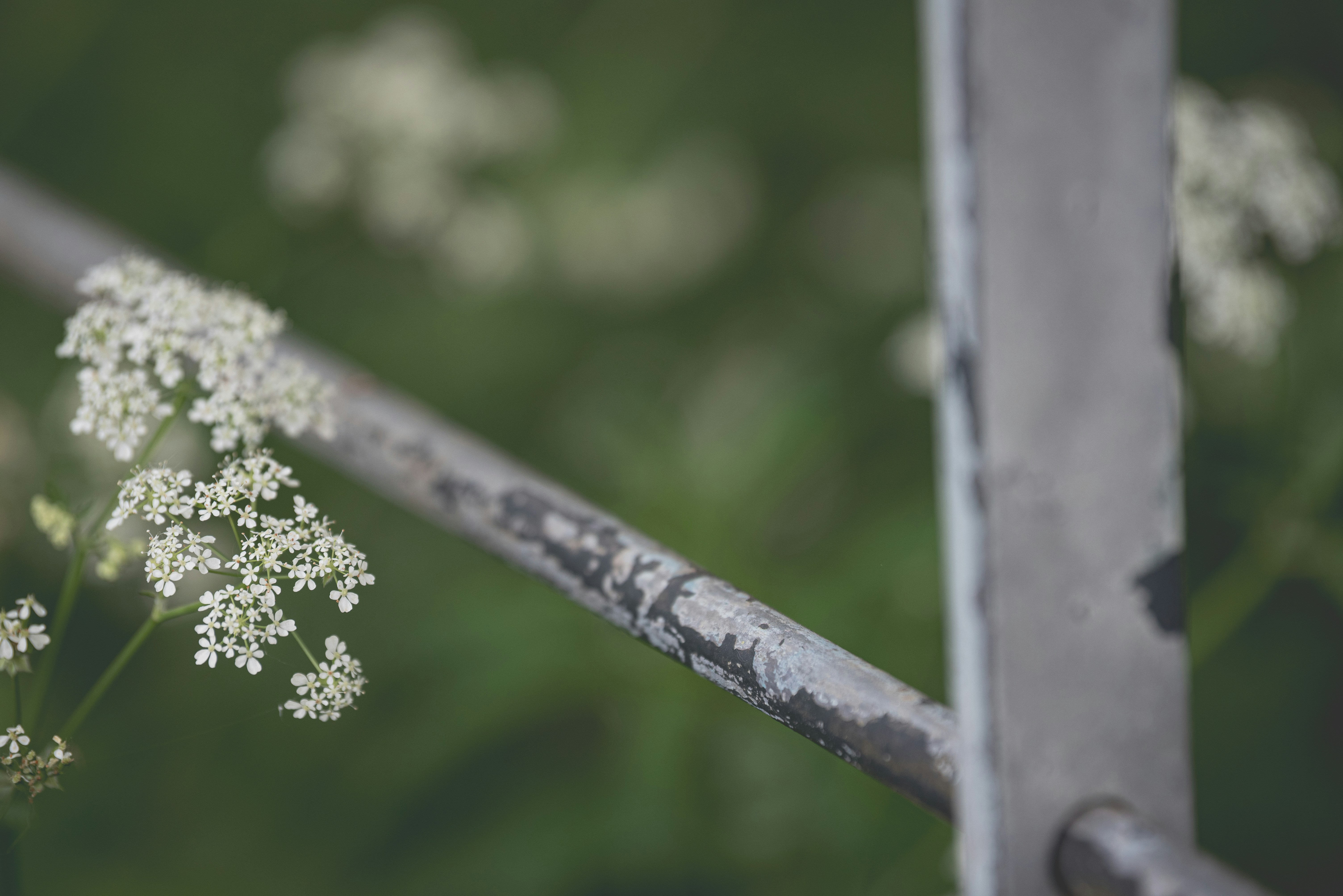Rusting Rail and Queen Anne Lace: A Quiet Moment on a Weathered Fence