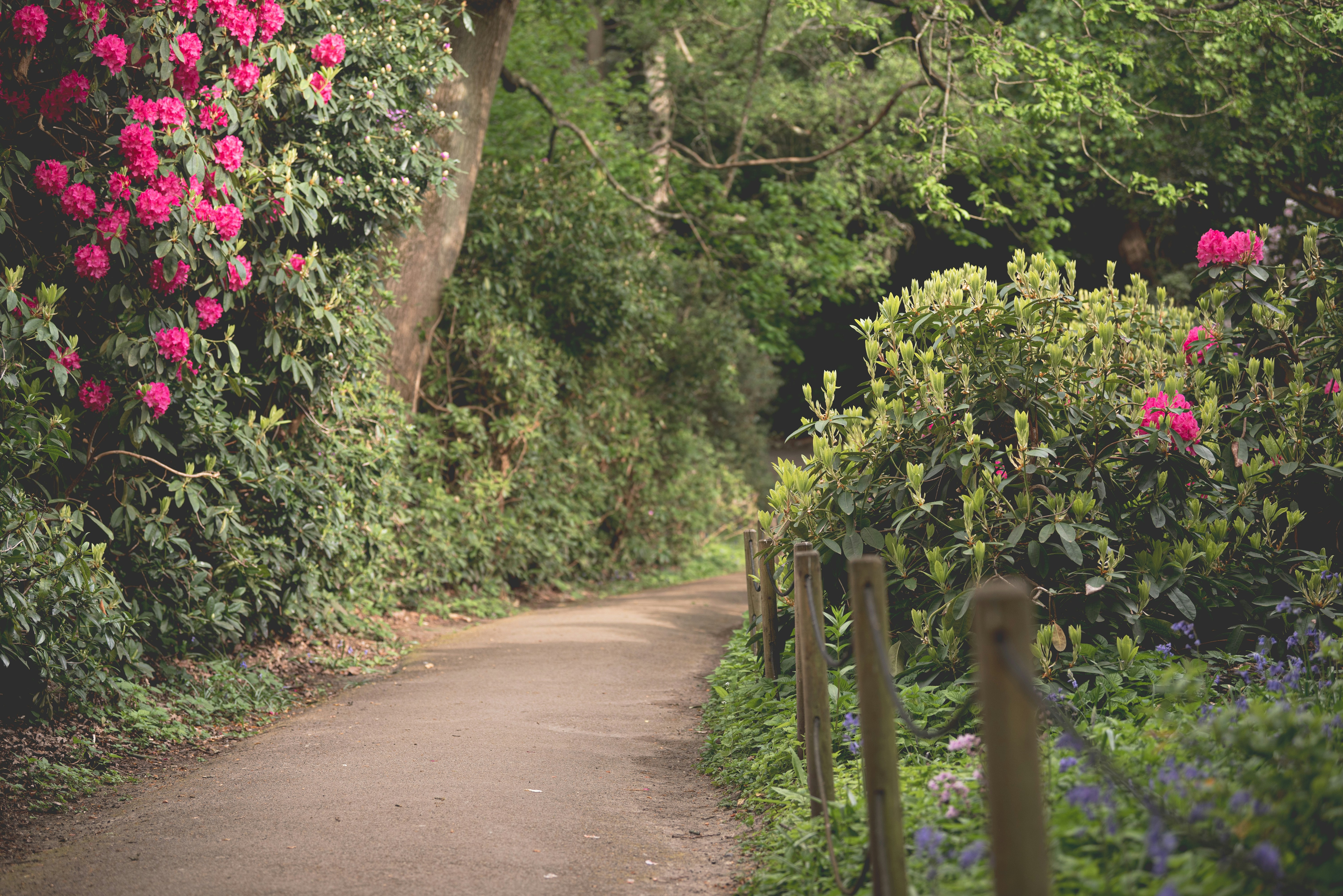Path through a bloom-filled lane