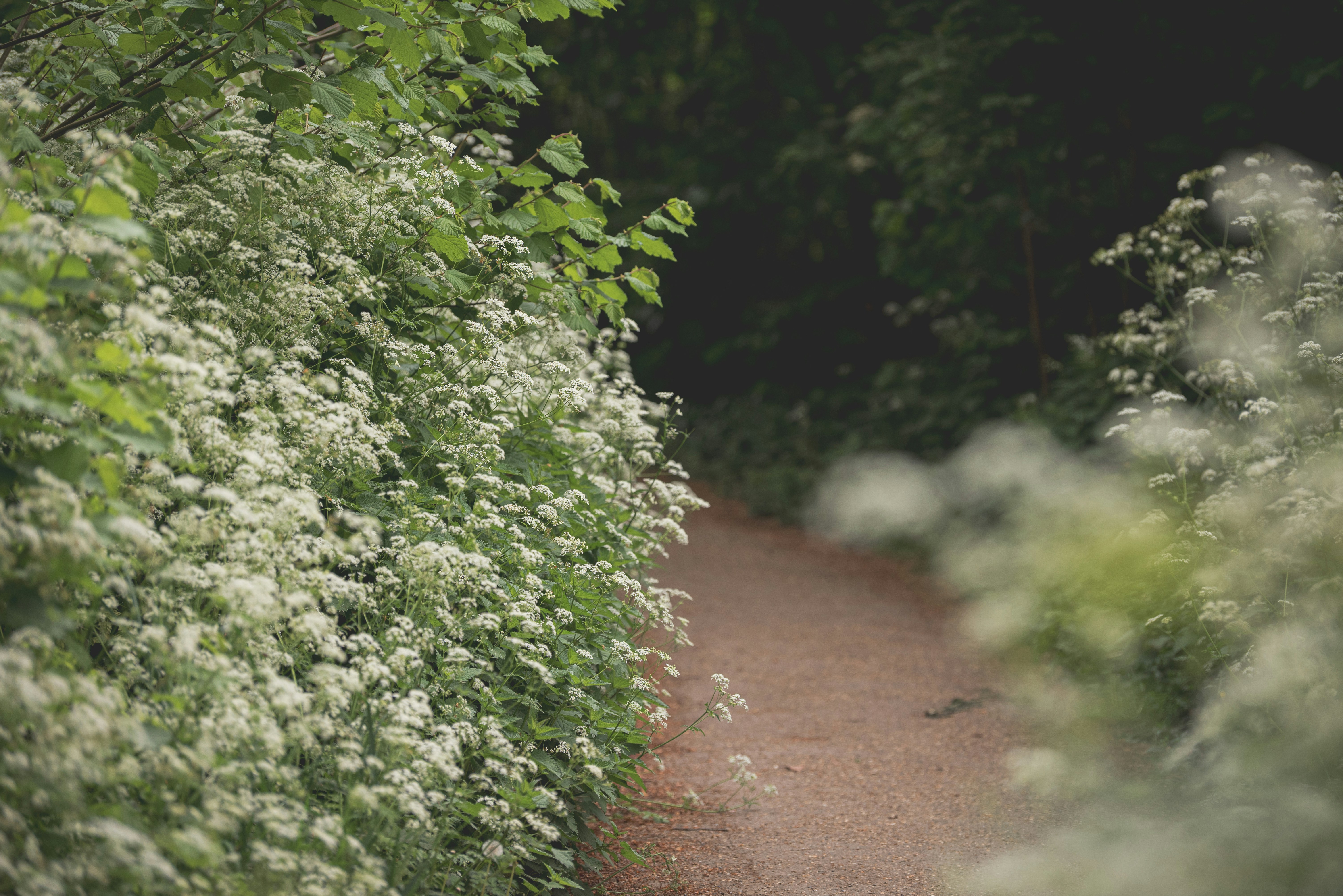 A Quiet Gravel Path Woven Between White-Flowered Hedges