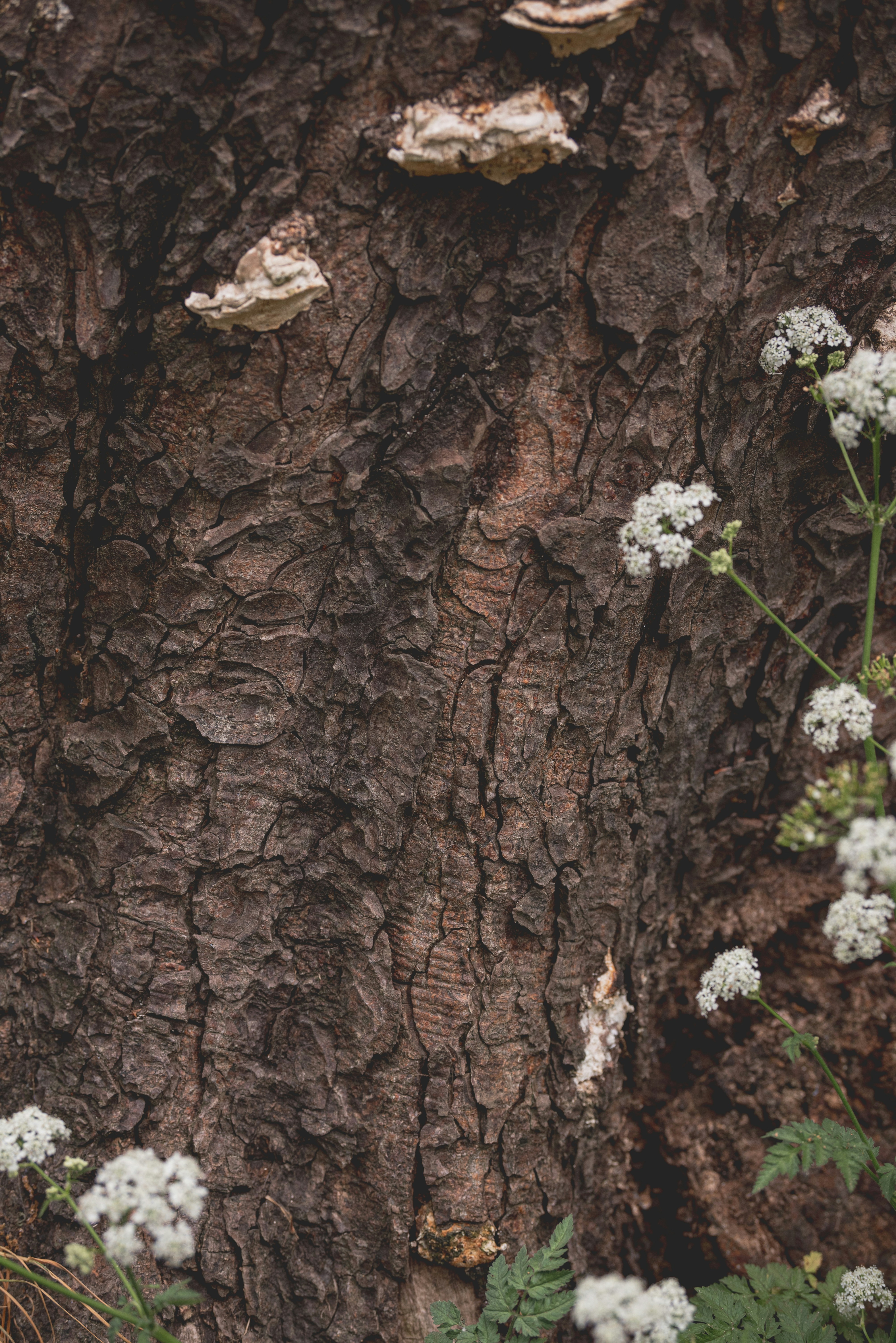 White-flowered sprigs against dark tree bark: a textured natural frame