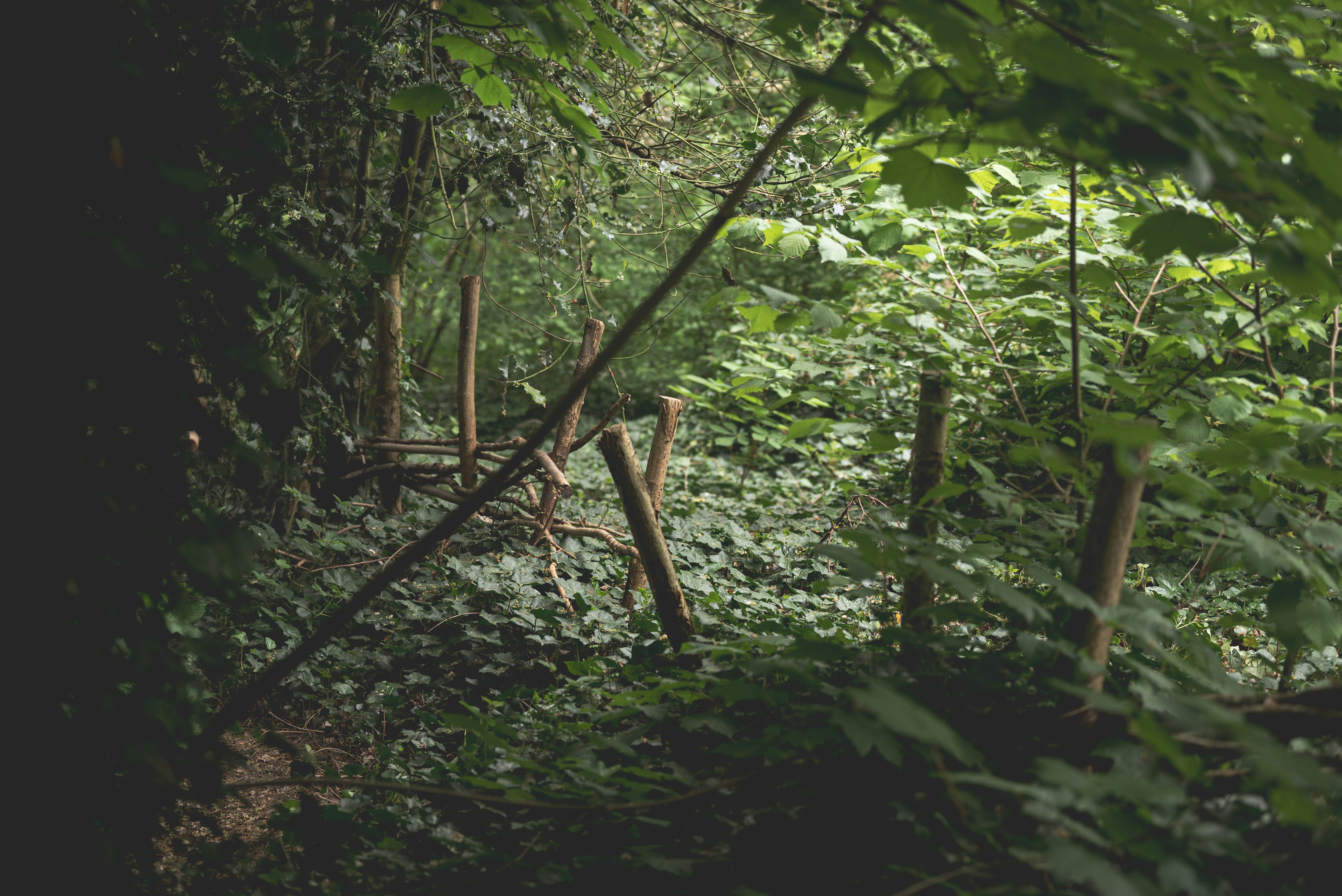 Shadowed Trail Through a Green Corridor