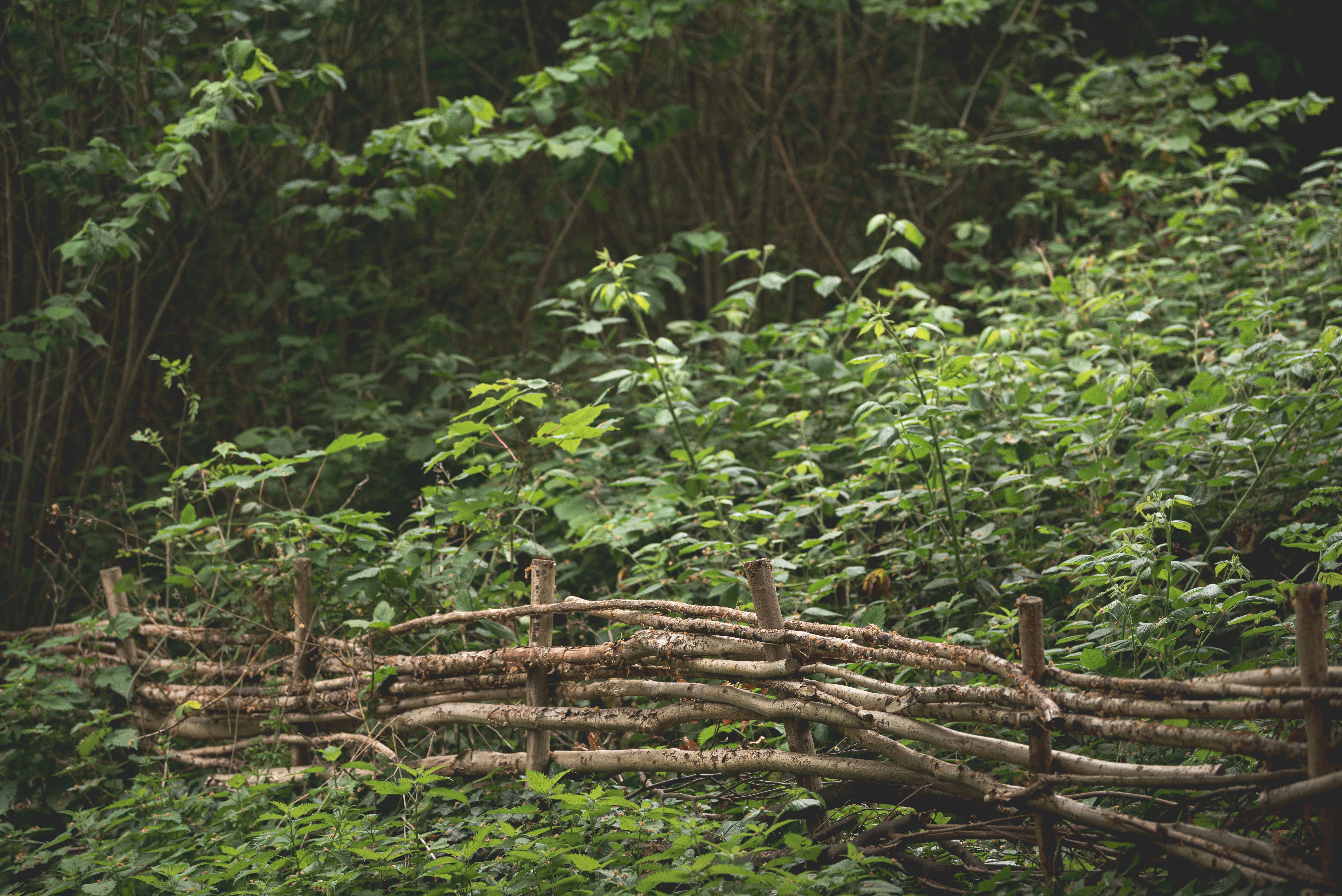 A Quiet Woodland Fence: Weathered Logs Ushering a Green Corridor